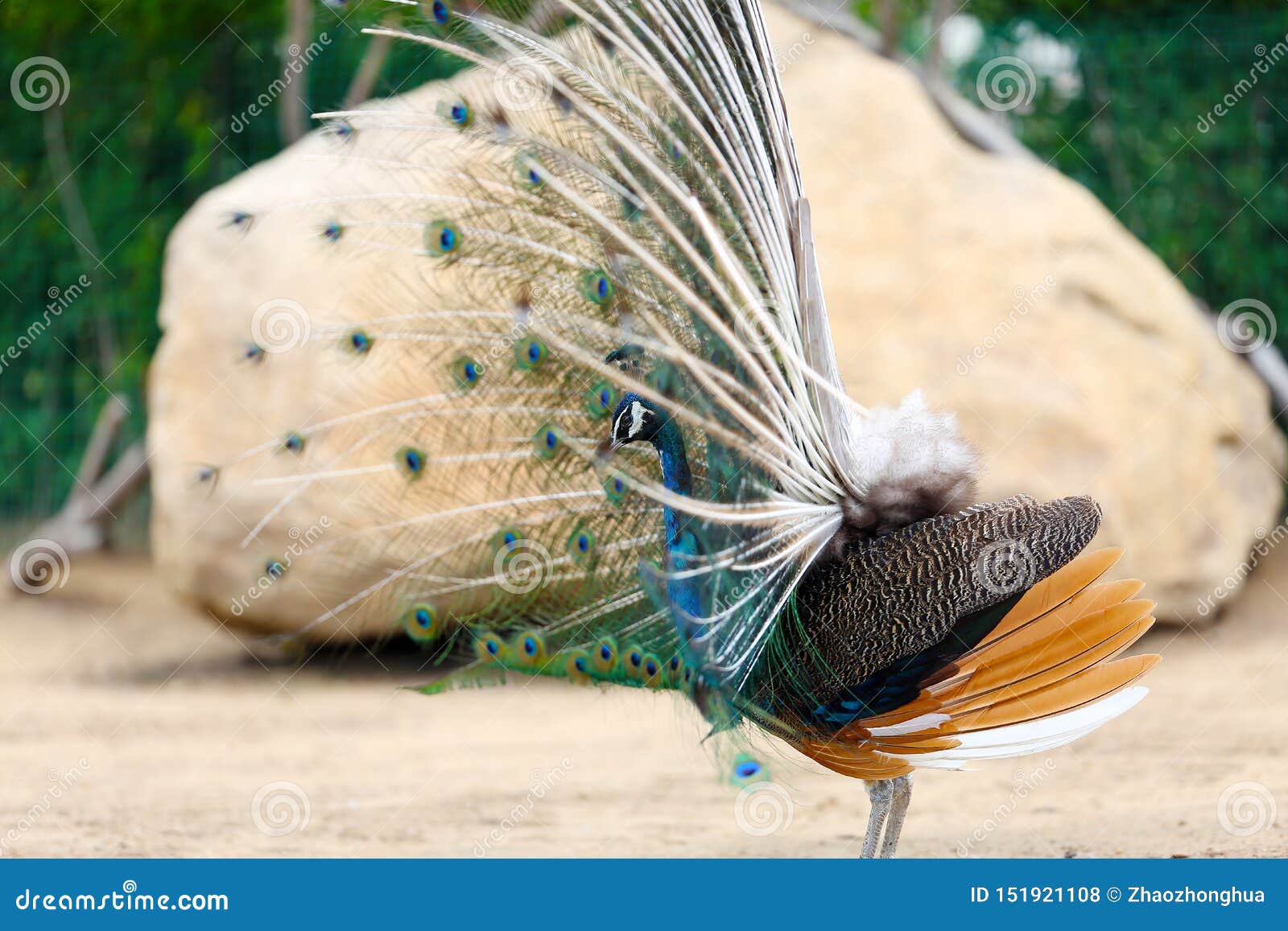 The peacock open side. stock photo. Image of attention - 151921108