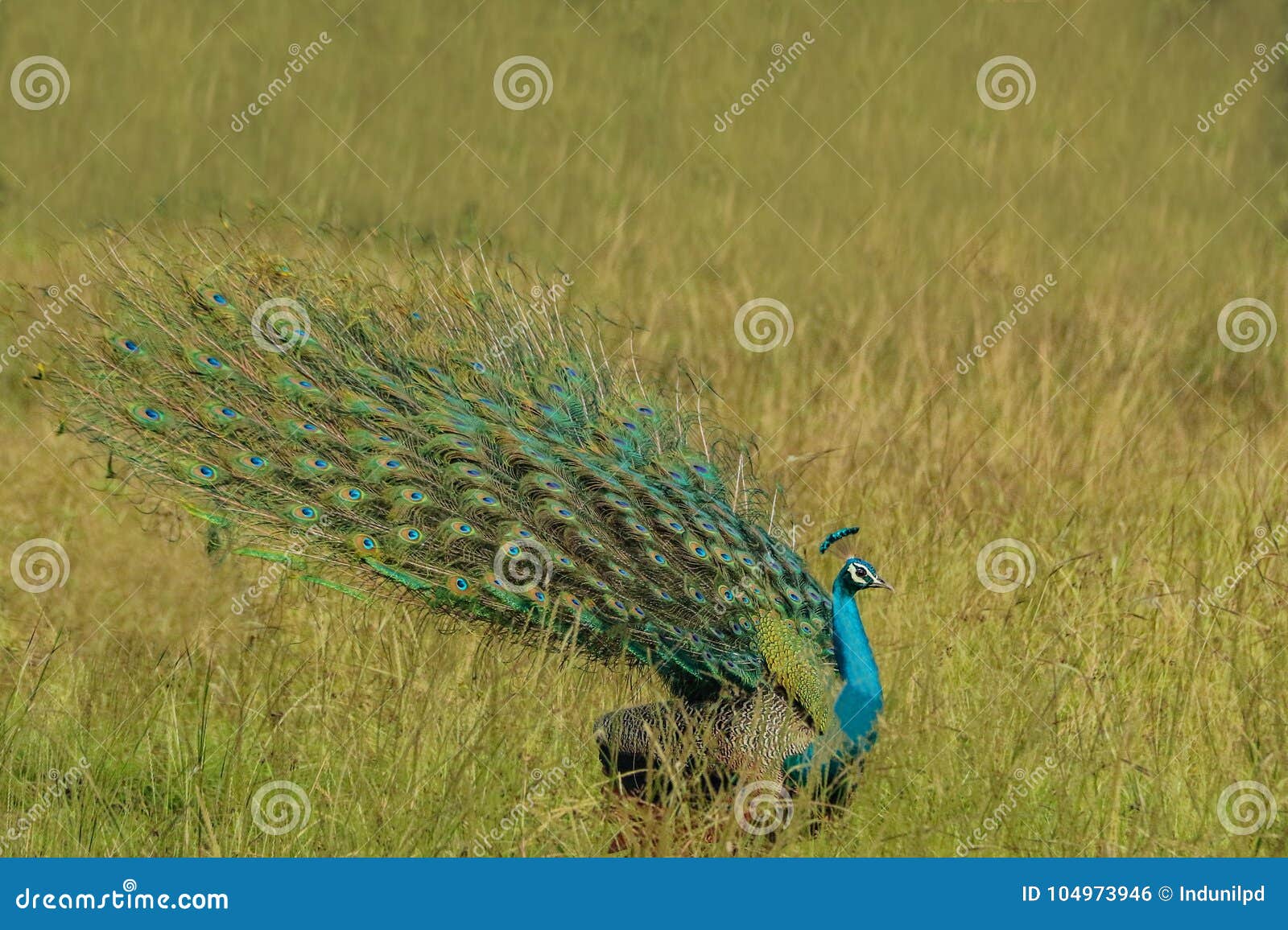 Beautiful peacock dance stock photo. Image of rural - 104973946