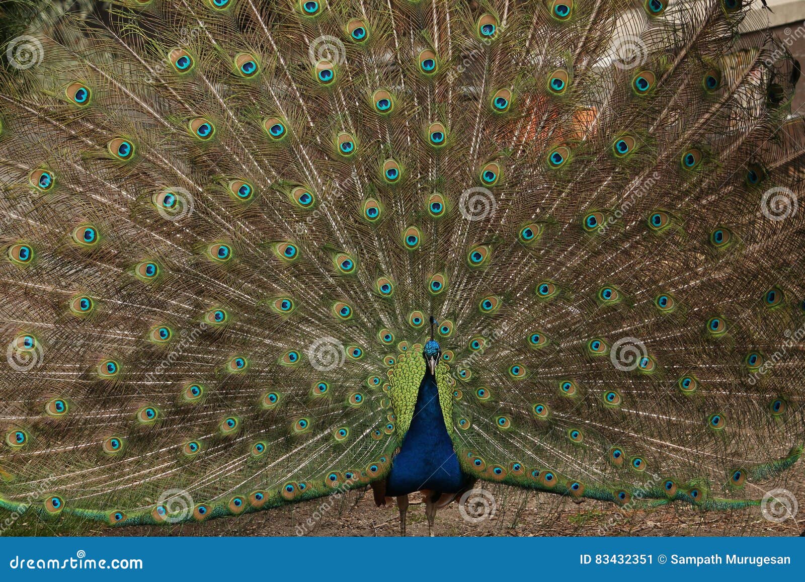 Beautiful Peacock Dancing Open Feathers Stock Image - Image of order ...