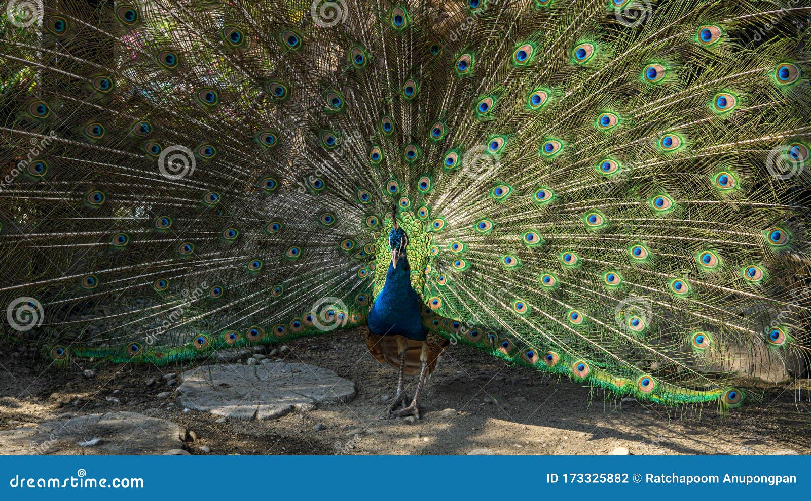 Beautiful Peacock Fanning Its Colorful Tail Feathers Stock Photo ...