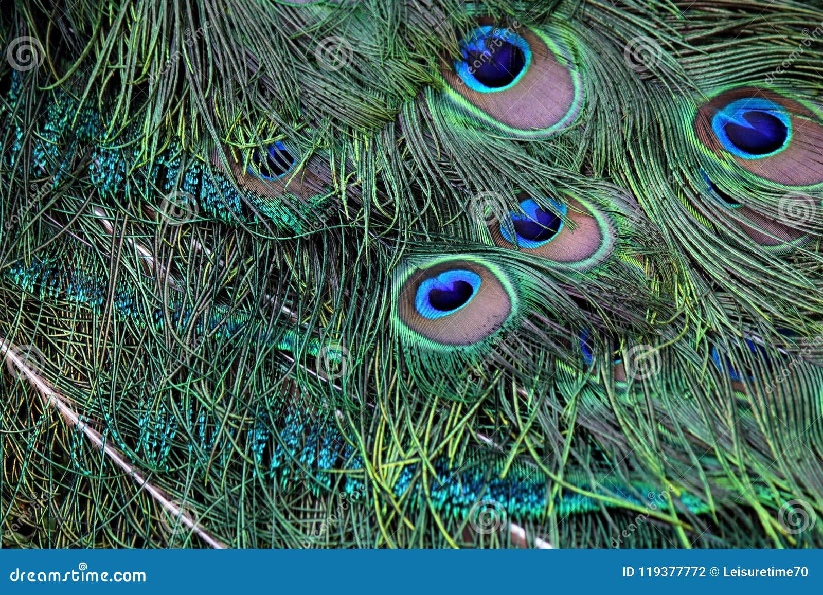 Beautiful peacock feather stock photo. Image of wildlife - 119377772