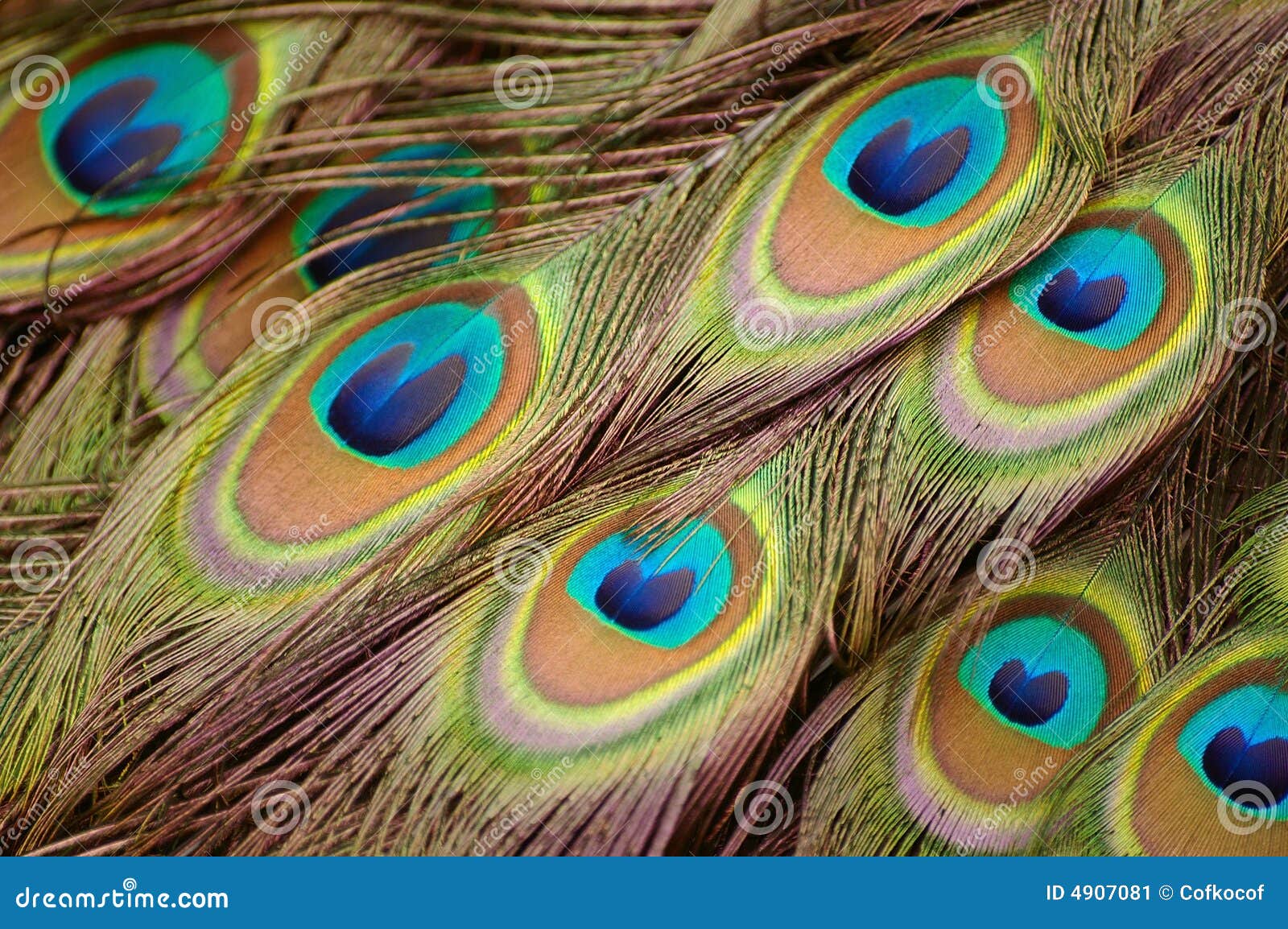 Beautiful peacock feathers stock image. Image of eyes - 4907081