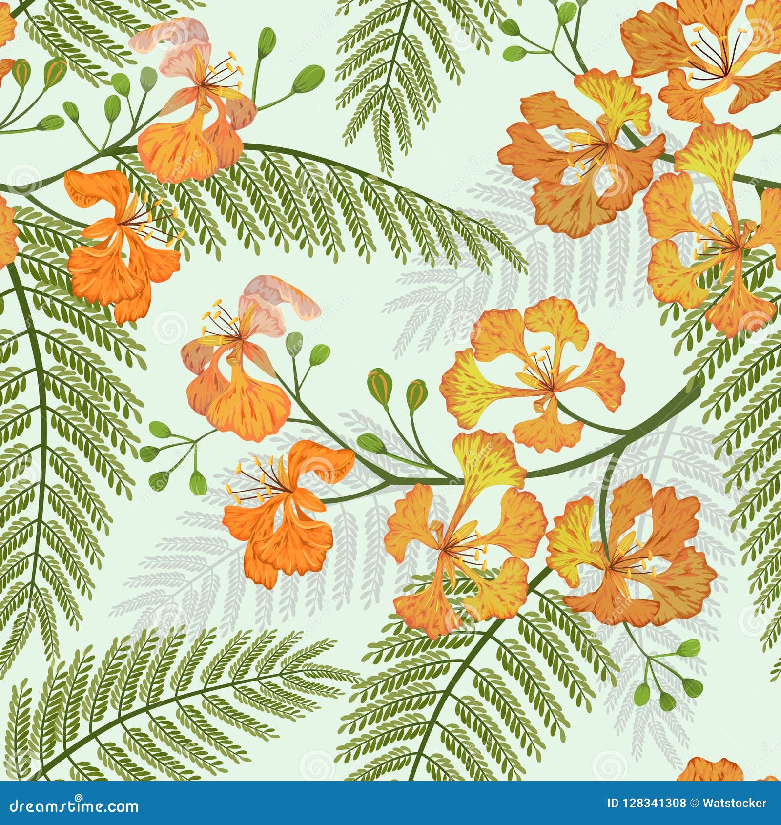 Royal Poinciana Illustration Vector.Poinciana Flower Vector ...