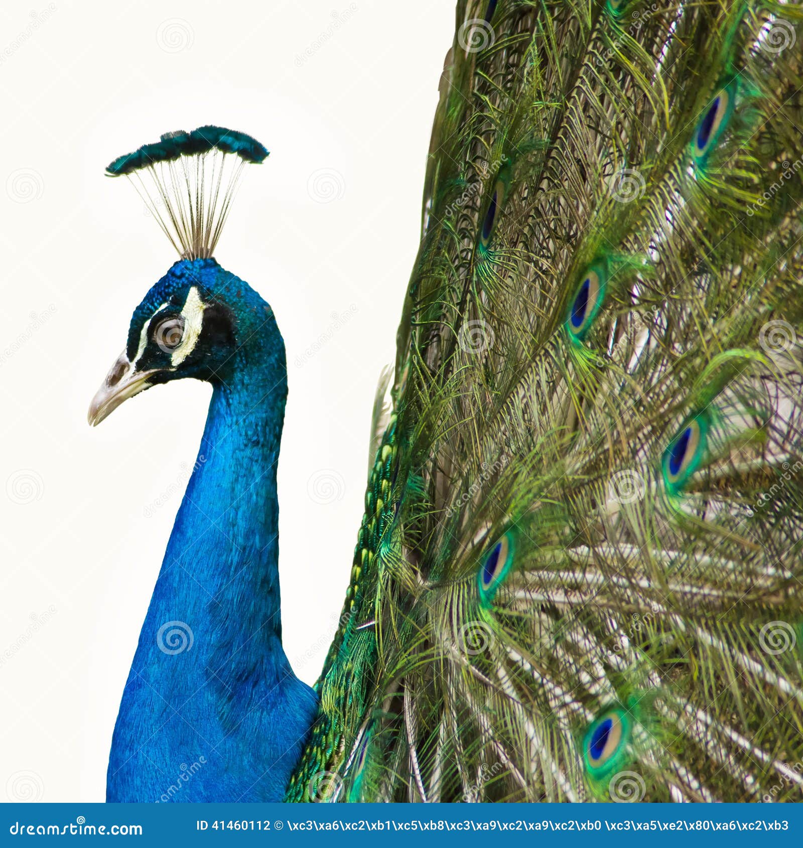 Beautiful Peacock Isolated on White Background Stock Photo - Image of ...