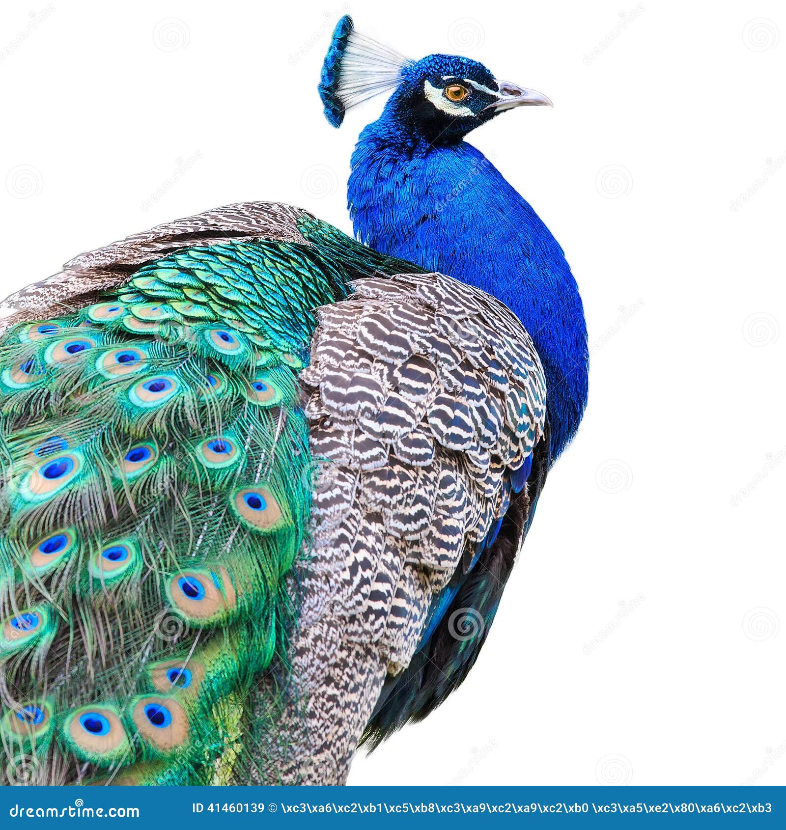 Beautiful Peacock Isolated on White Background Stock Image - Image of ...