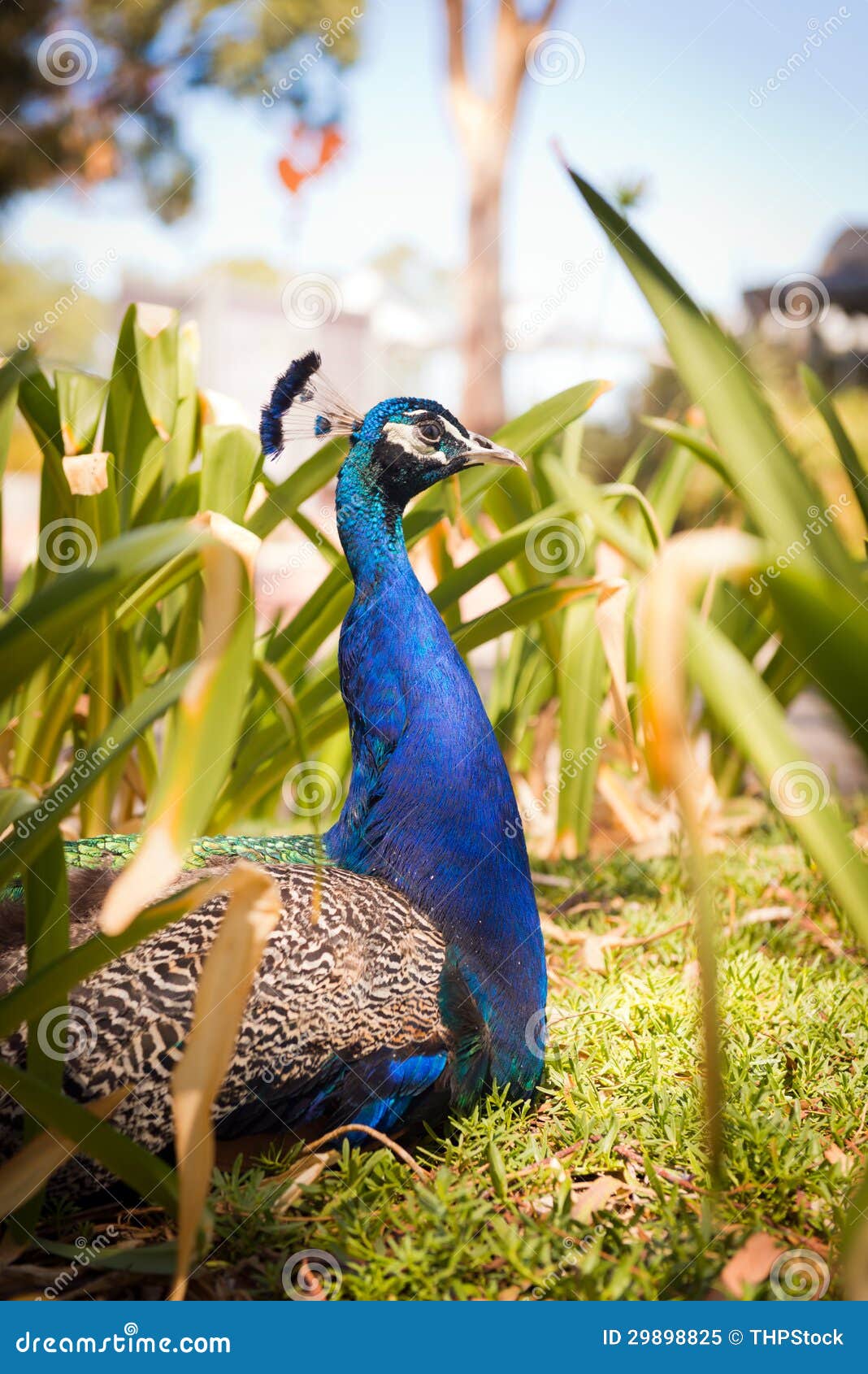 Peacock stock image. Image of male, sitting, peacock - 29898825