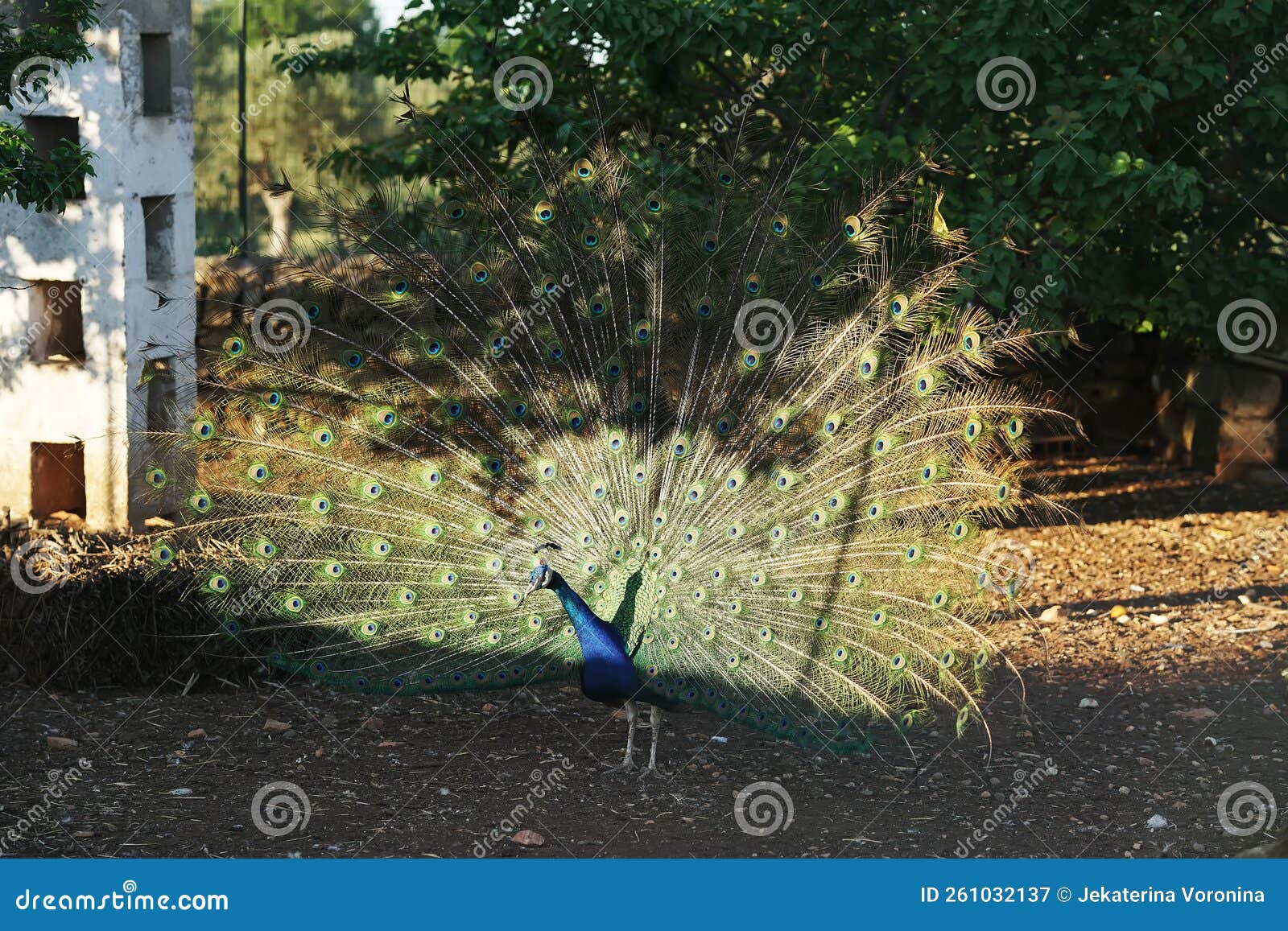 Beautiful peacock stock image. Image of multi, peafowl - 261032137