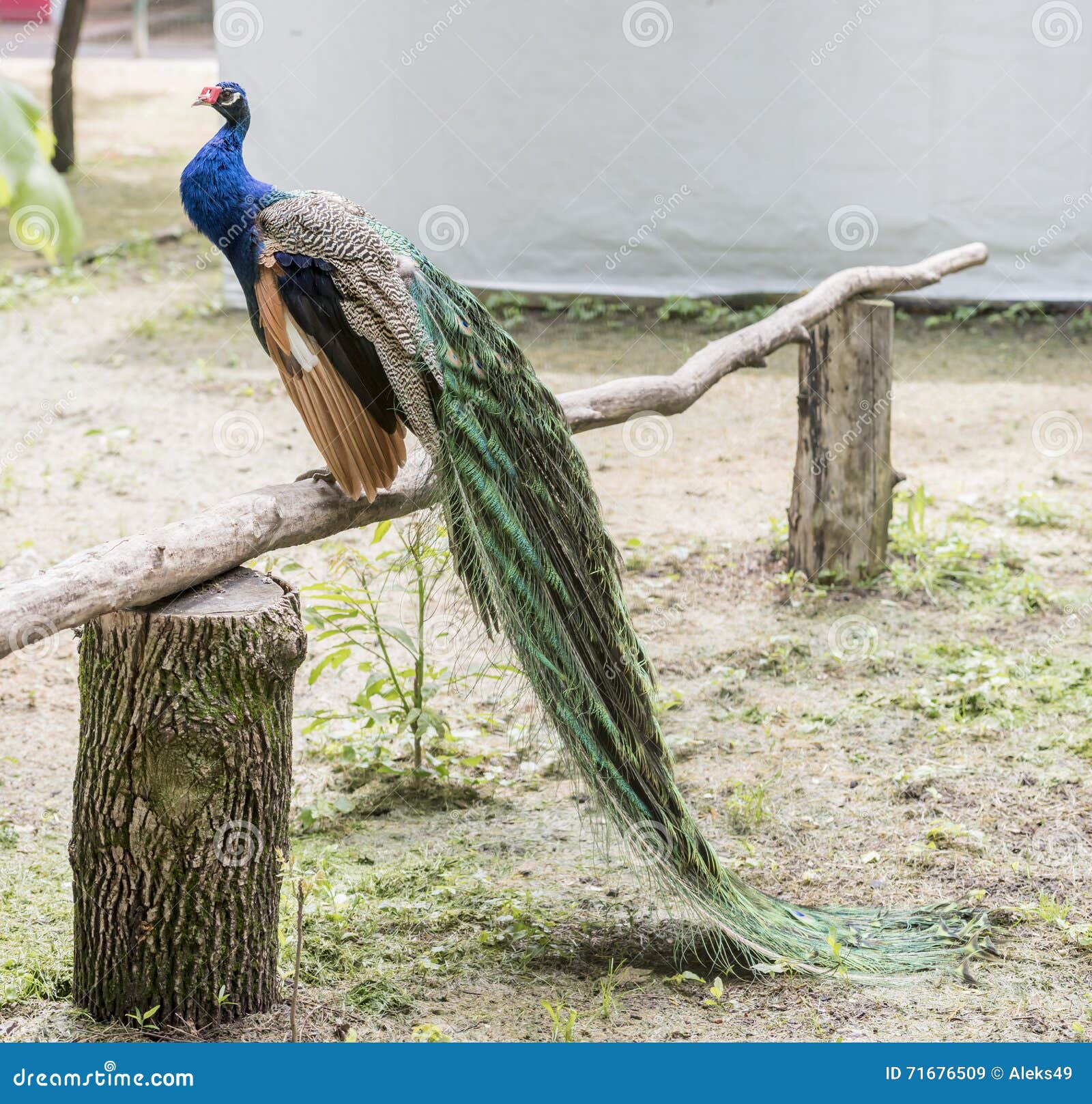 Beautiful Peacock in Plastic Glasses Stock Image - Image of animal ...