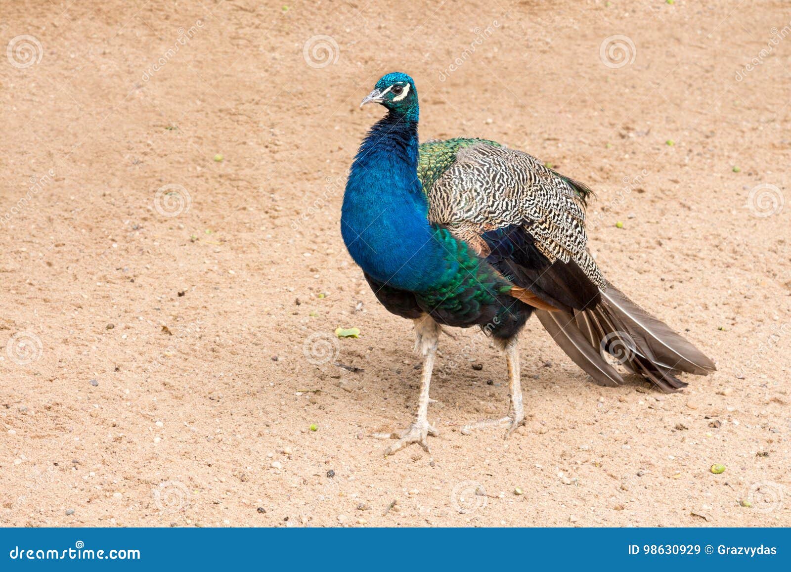 Beautiful Peacock on the Sandy Ground Stock Image - Image of fowl ...