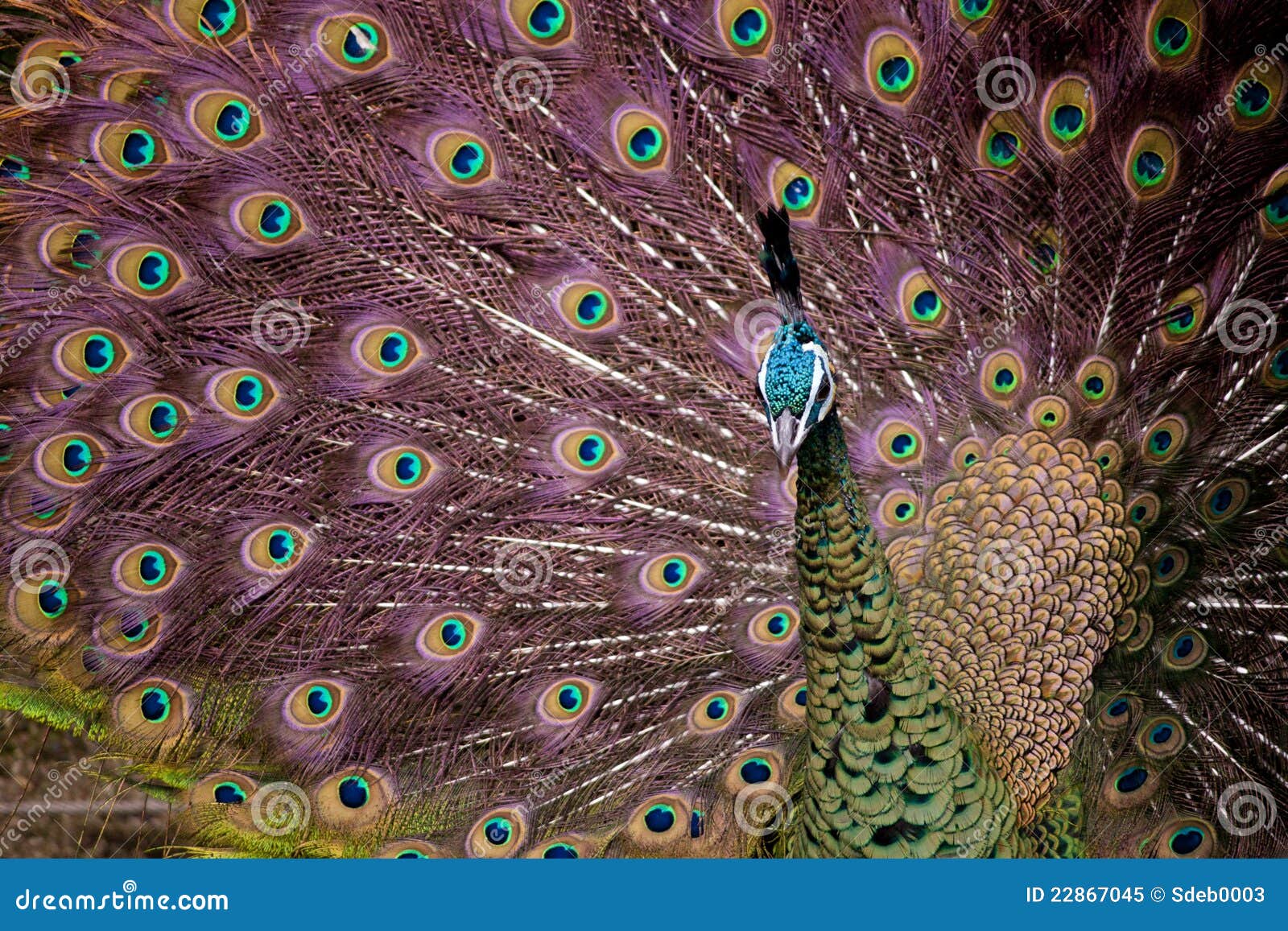 Beautiful Peacock Showing Off Plumage Stock Image - Image of animal ...