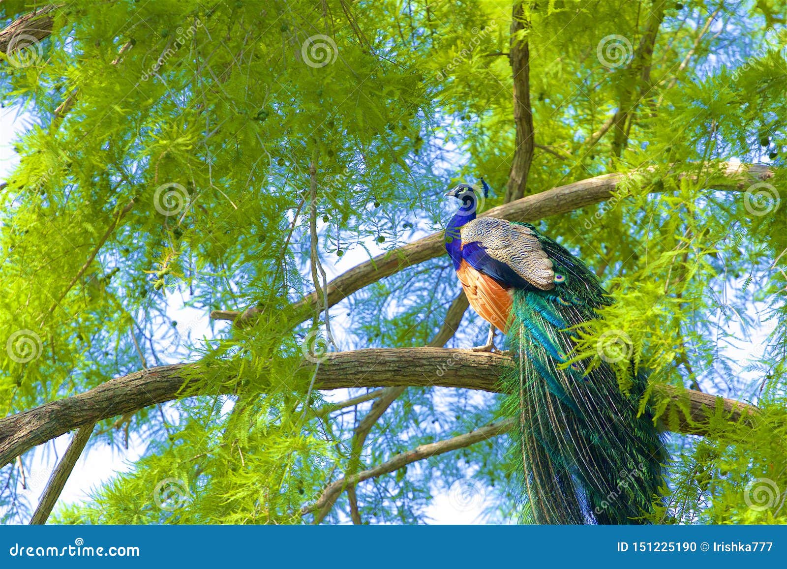 Beautiful Peacock Sitting in the Tree, Spain Stock Photo - Image of ...