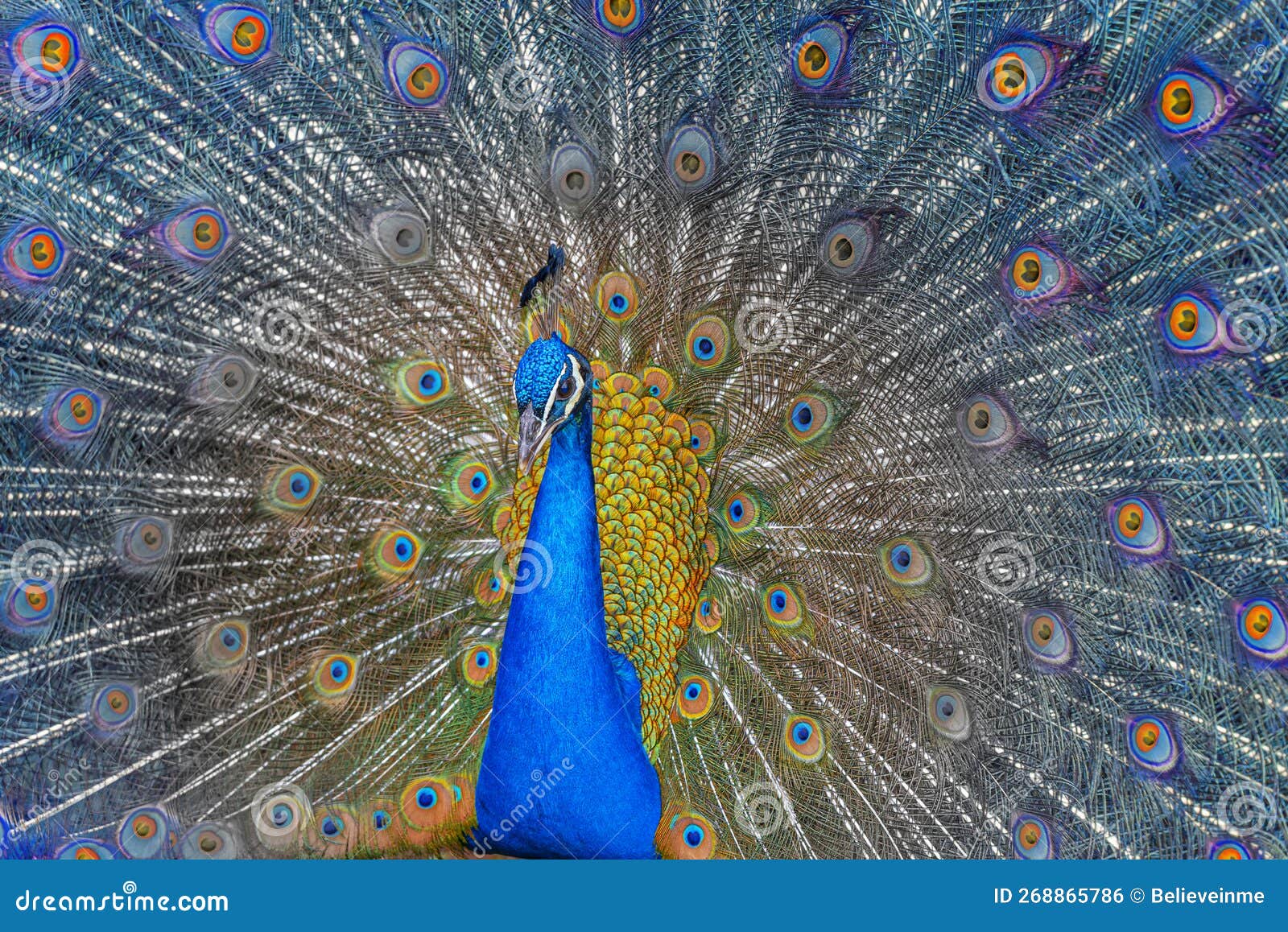 Beautiful Peacock with Spread Feathers. Stock Photo - Image of ...