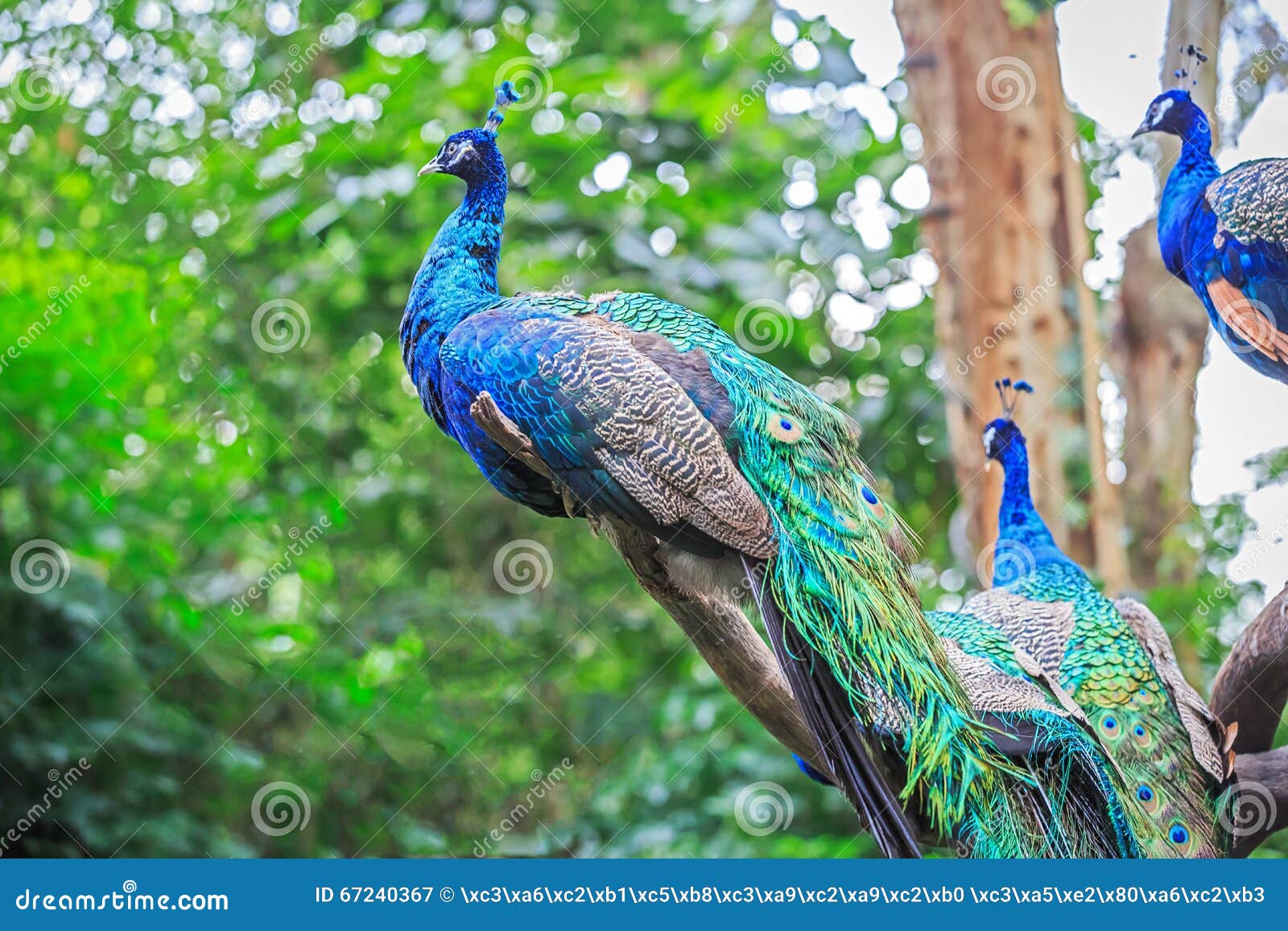 Beautiful Peacock Standing on the Tree Stock Image - Image of branch ...