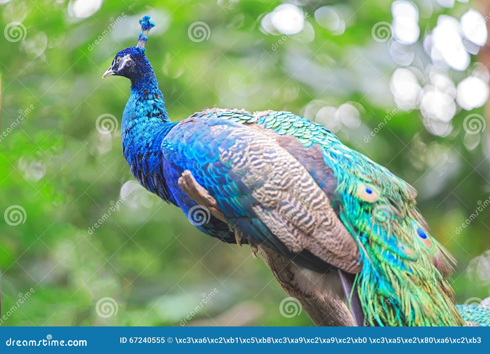 Beautiful Peacock Standing on the Tree Stock Image - Image of spring ...