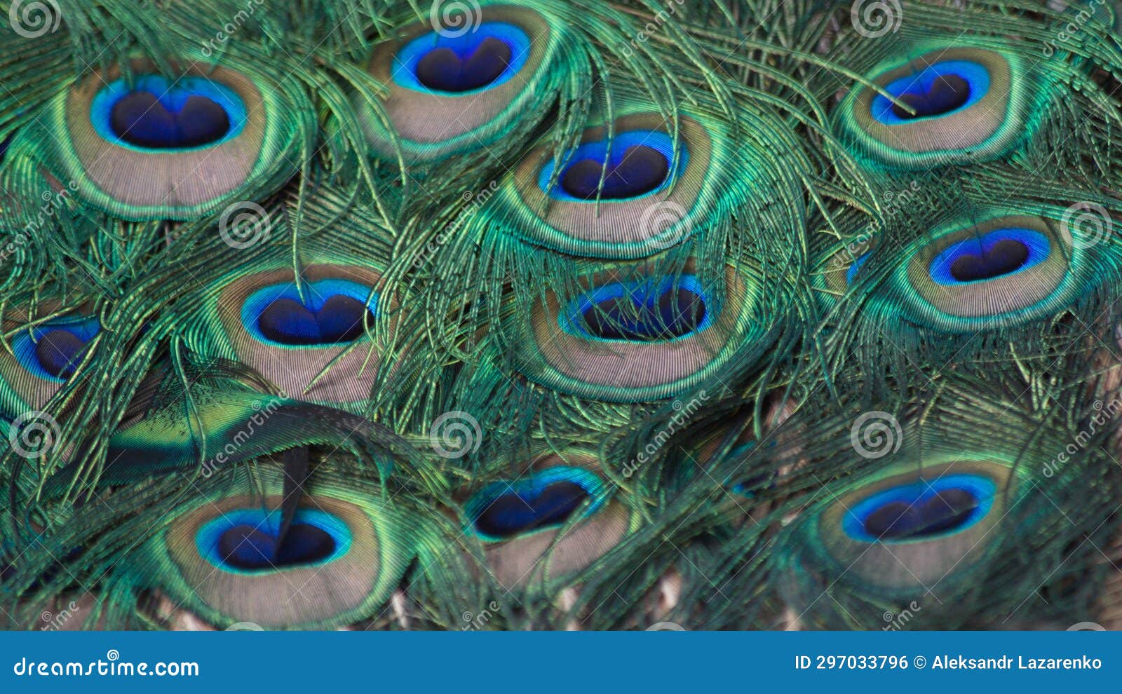 Beautiful Peacock Tail Feather Pattern Stock Photo - Image of beauty ...