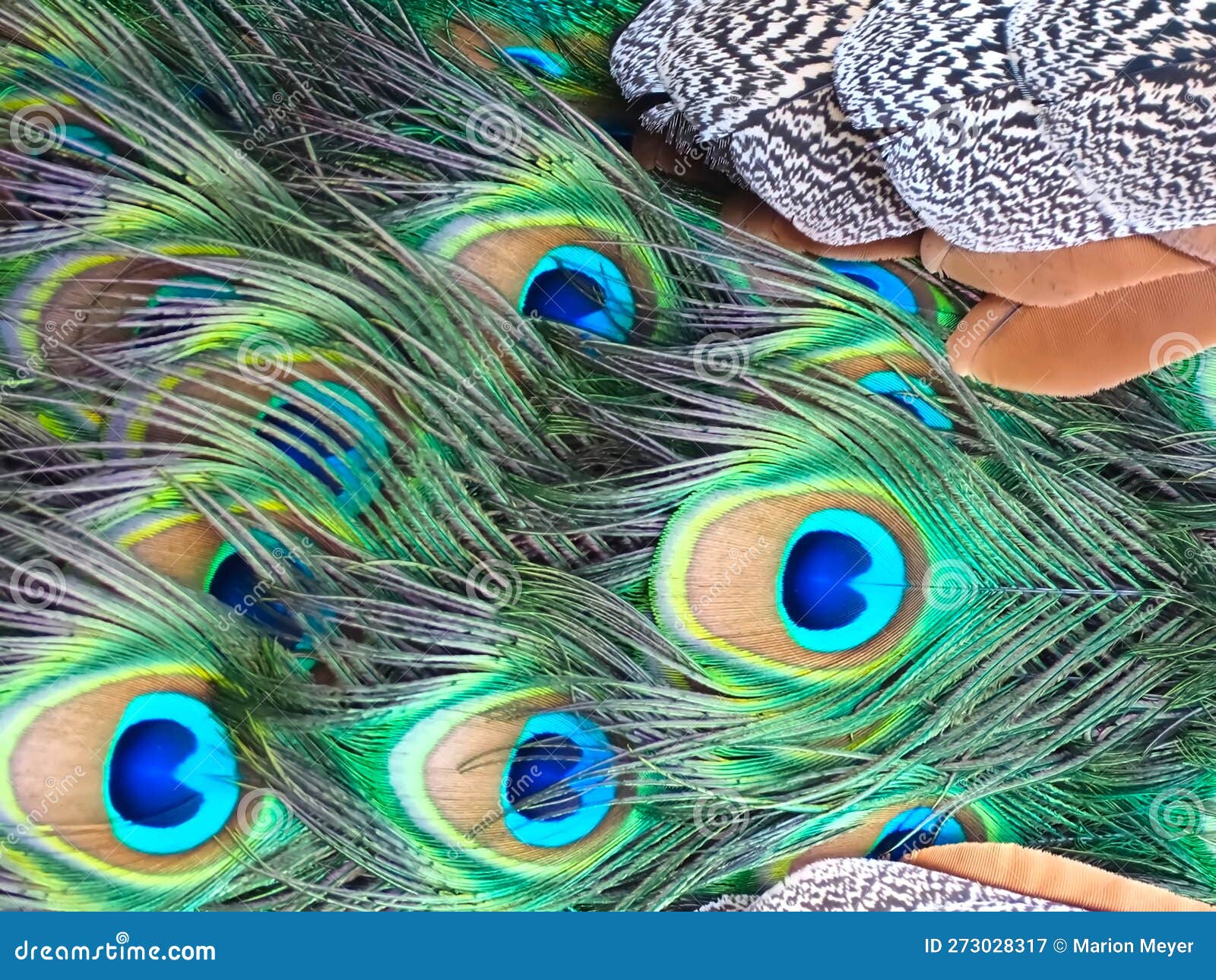 Peacocks Blue Eyes Texture on Feathers on a Peacock Tail Stock Image ...