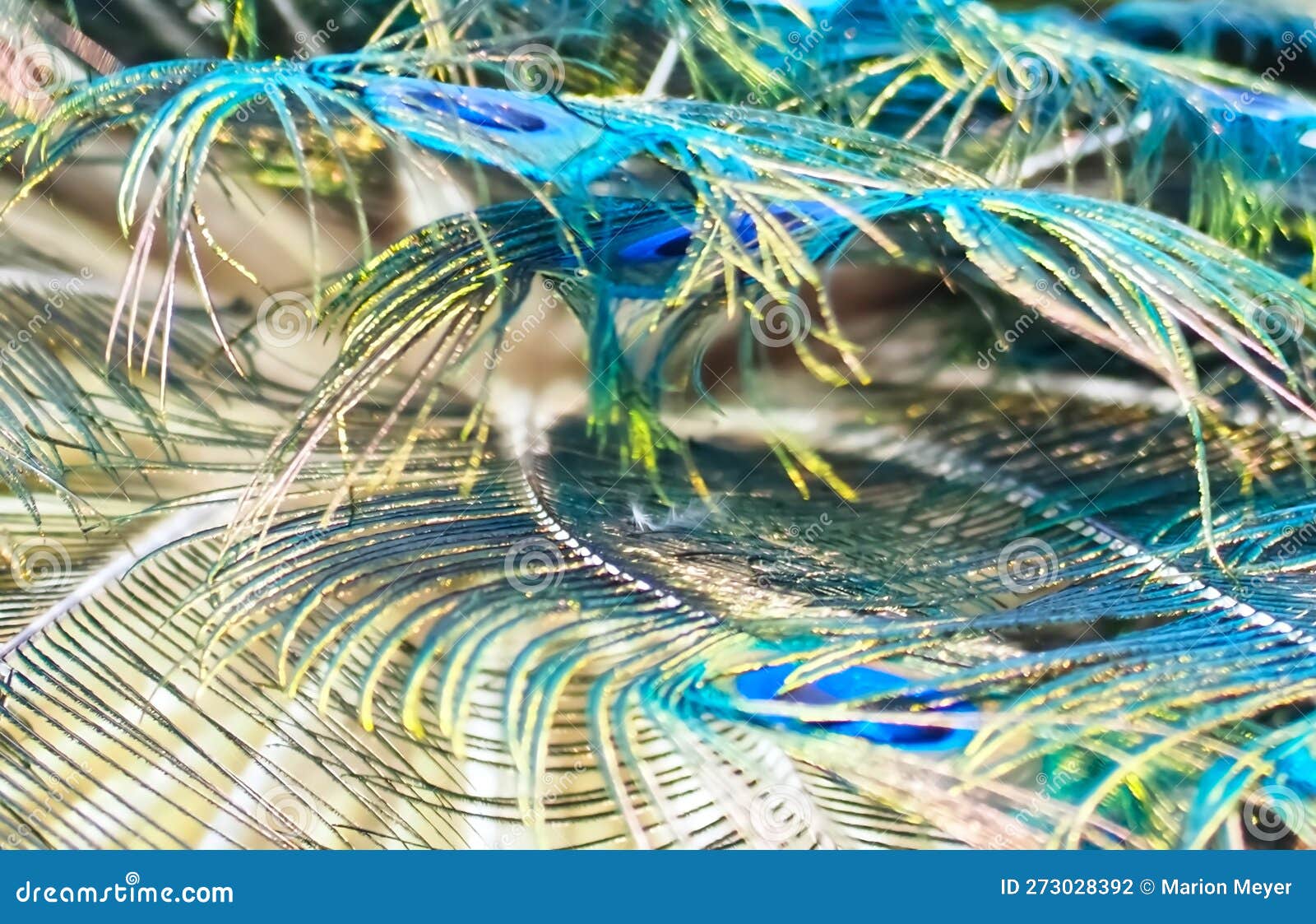 Peacocks Blue Eyes Texture on Feathers on a Peacock Tail Stock Photo ...