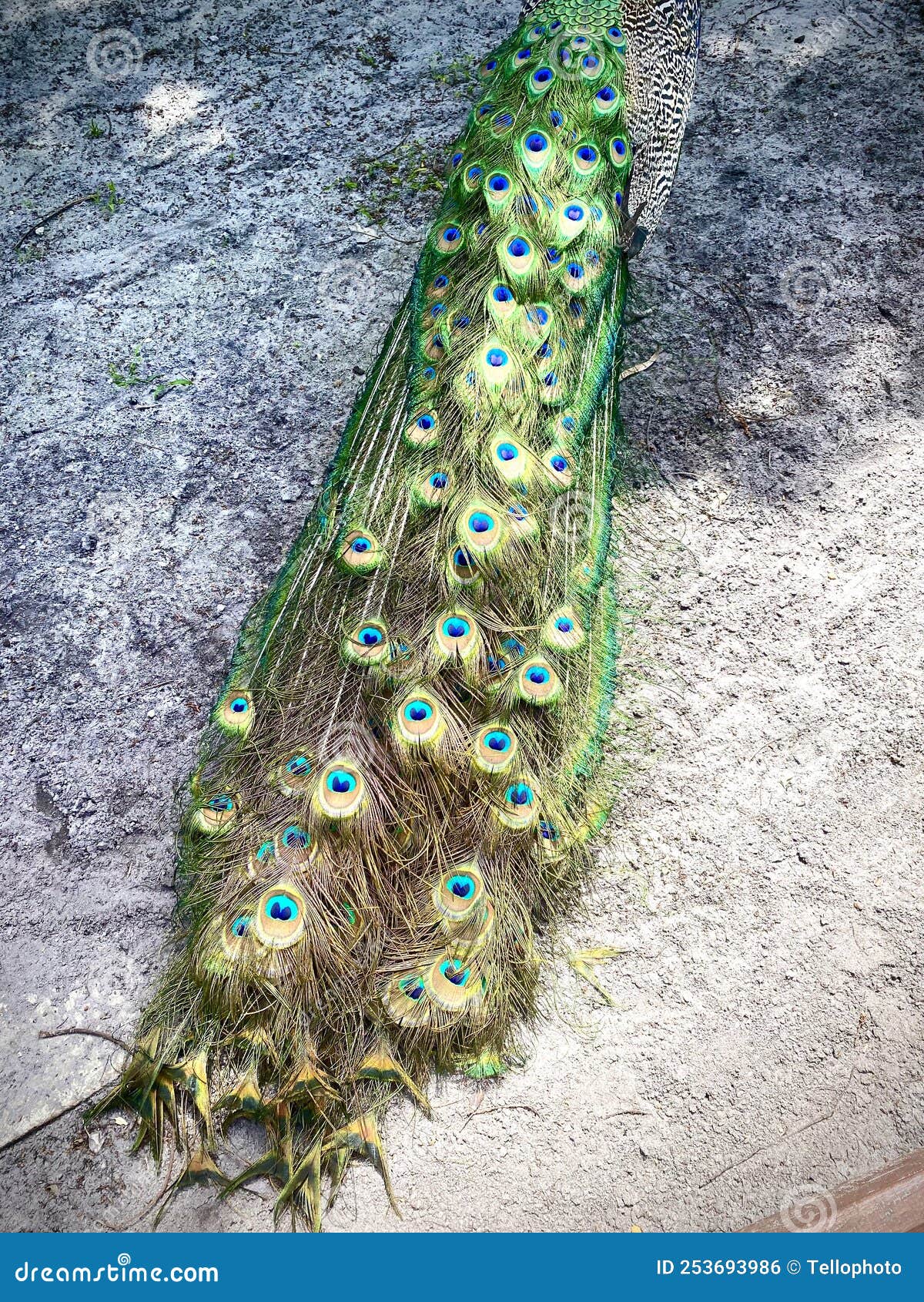 Beautiful Peacock Tail and Feathers Trailing Behind Peacock Stock Photo ...