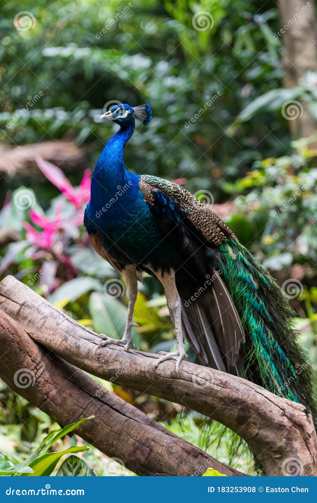 Beautiful Peacock on the Tree Stock Photo - Image of shooting, color ...
