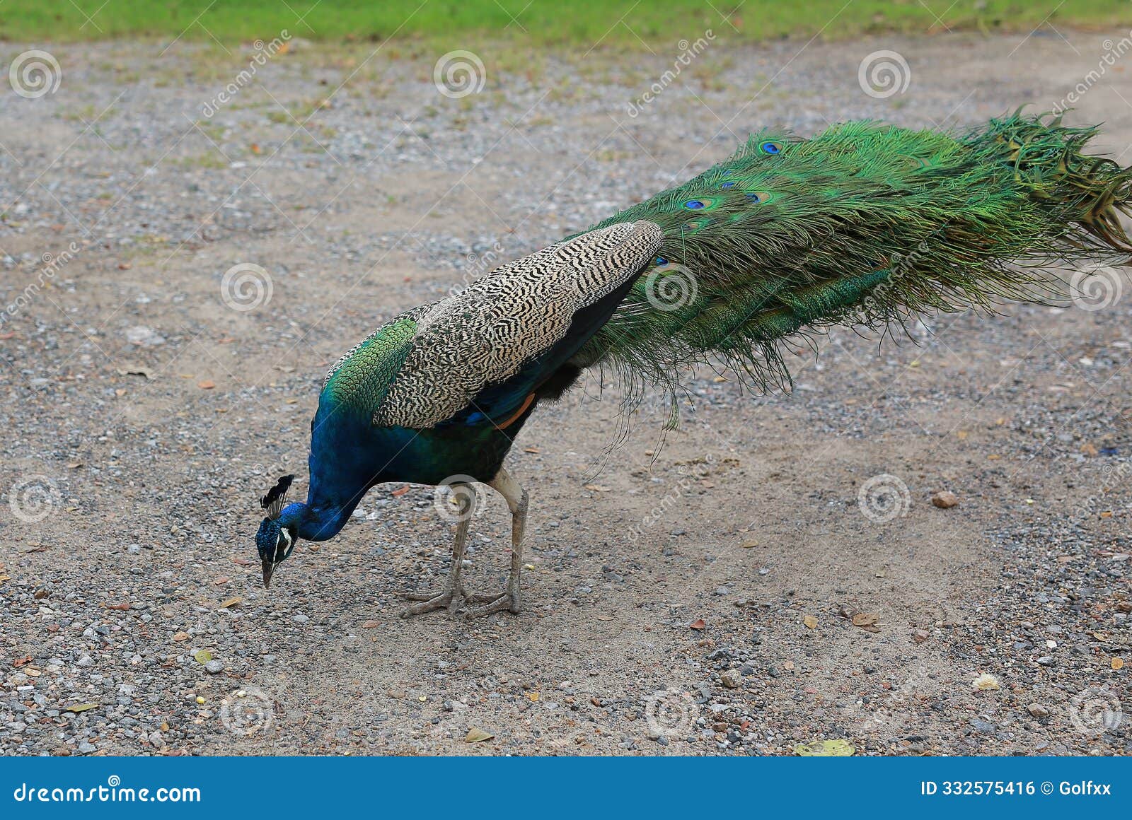Beautiful Peacock Walk in the Garden Stock Photo - Image of beautiful ...