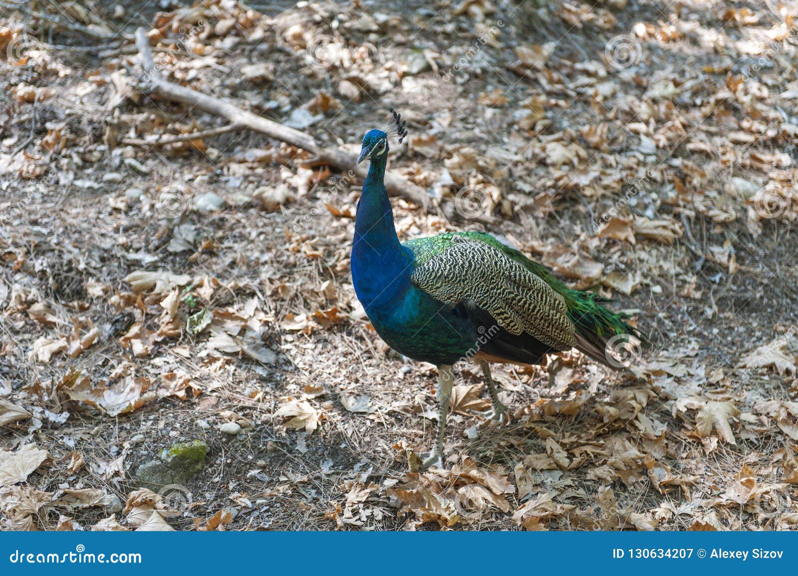 Peacock Walking In The Park Stock Image Image Of Color Beautiful