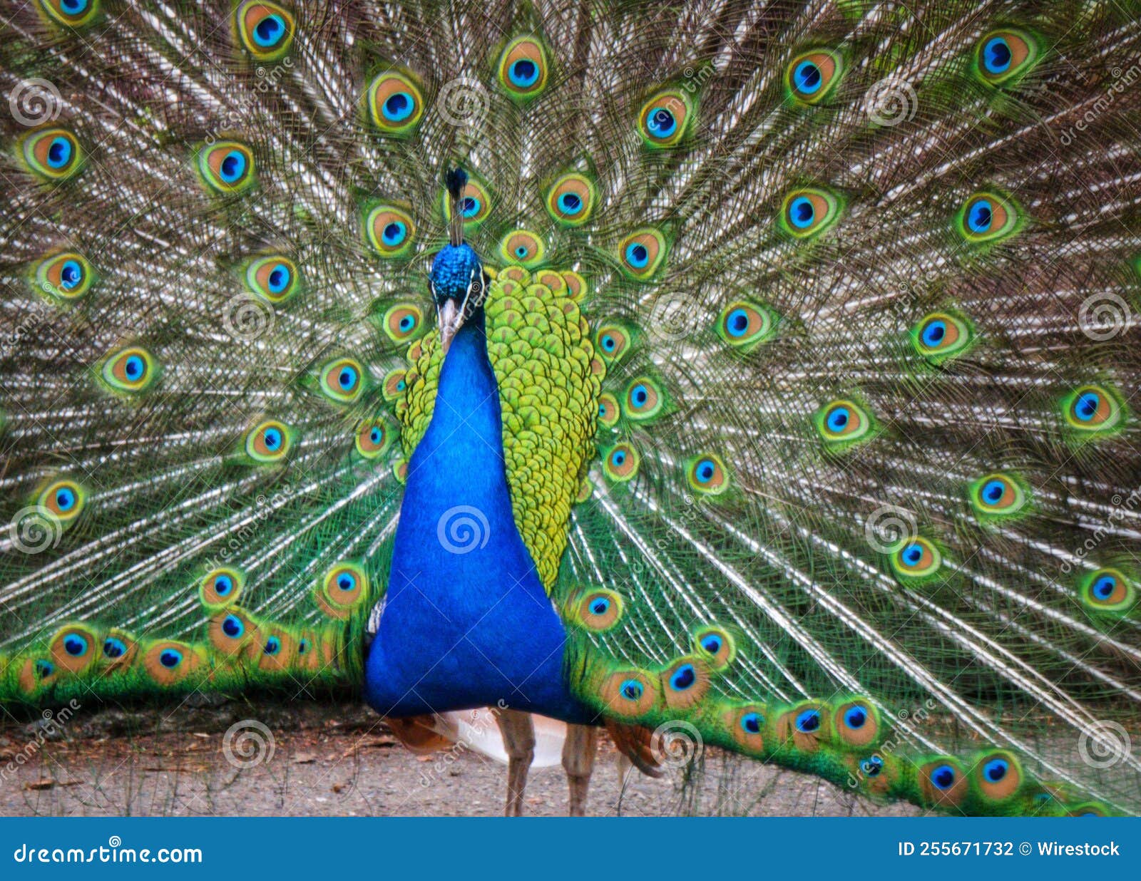 Beautiful Peacock Walking in a Park on a Sunny Day Stock Photo - Image ...