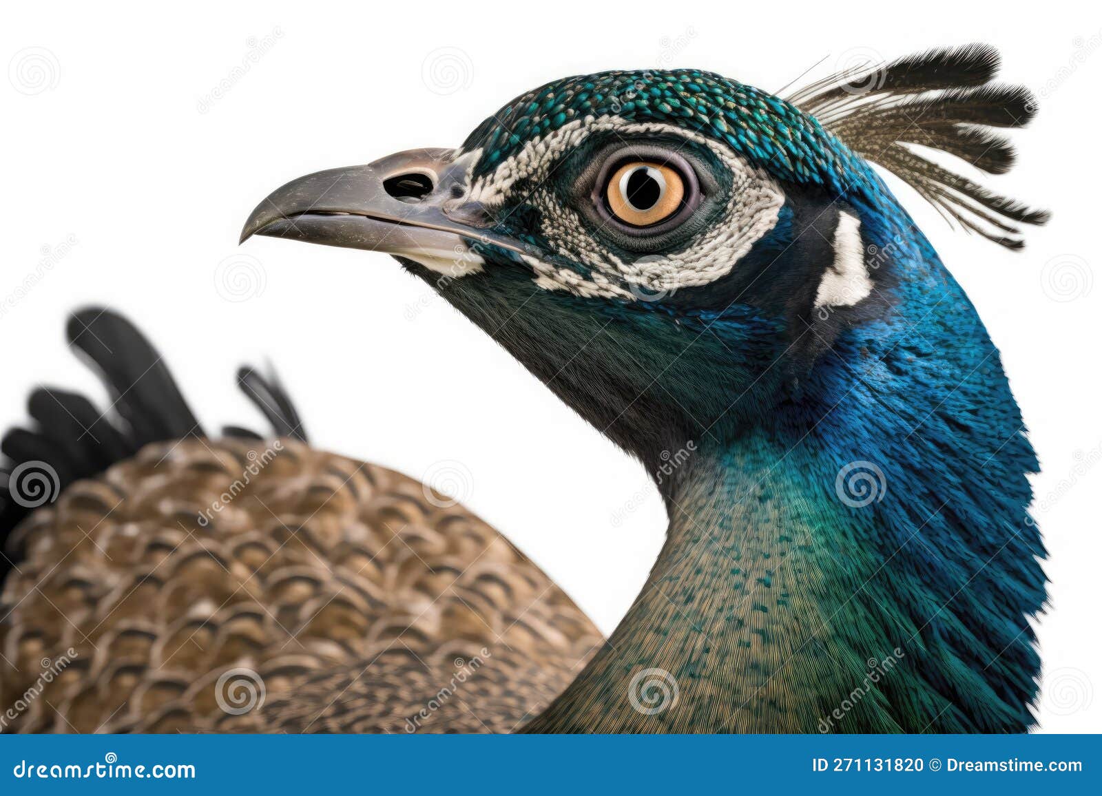 Beautiful Peacock on White Background Stock Illustration - Illustration ...