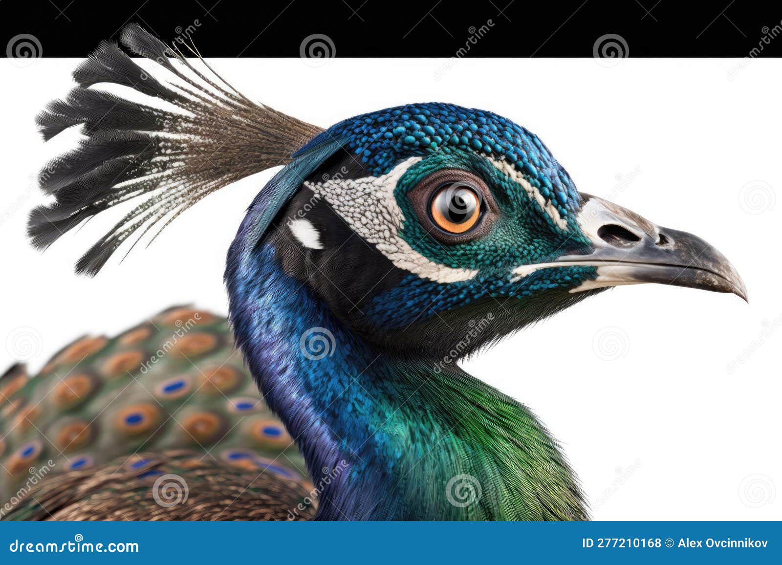 Beautiful Peacock on White Background for Invitations and Posters ...
