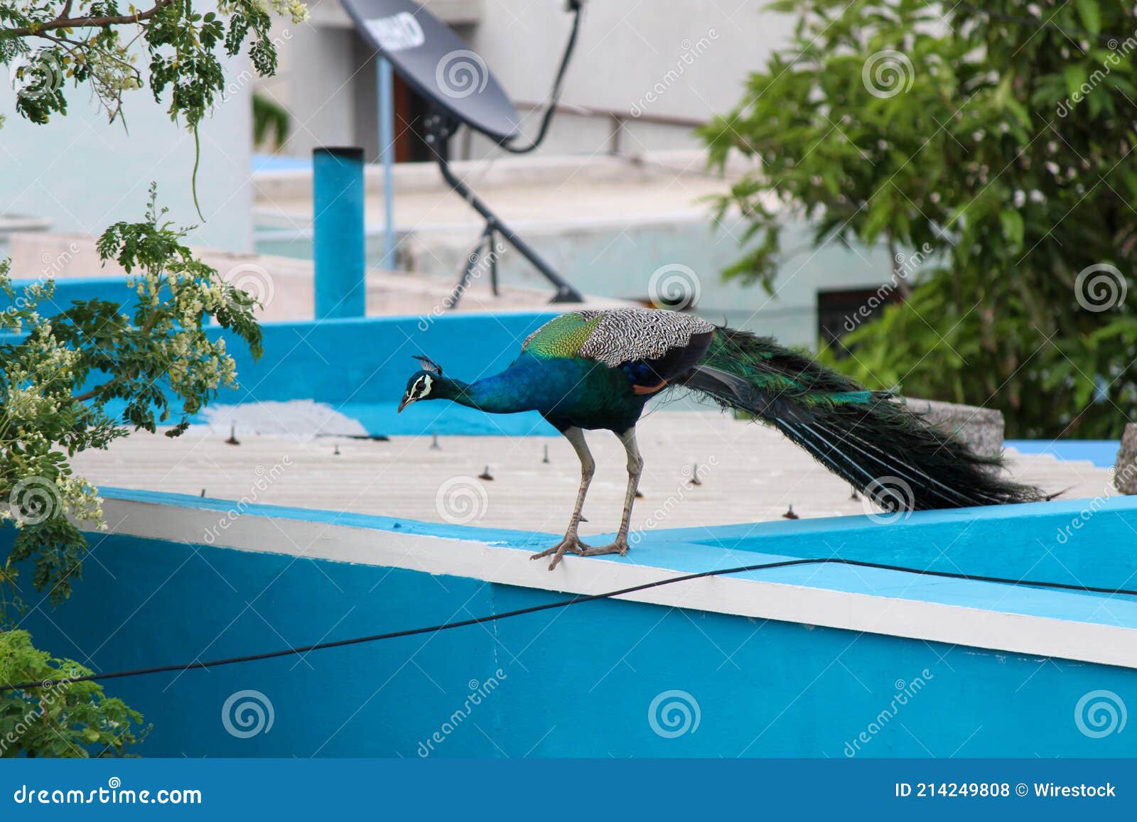 Beautiful Peacock on a White-blue Structure with Trees and Satellites ...
