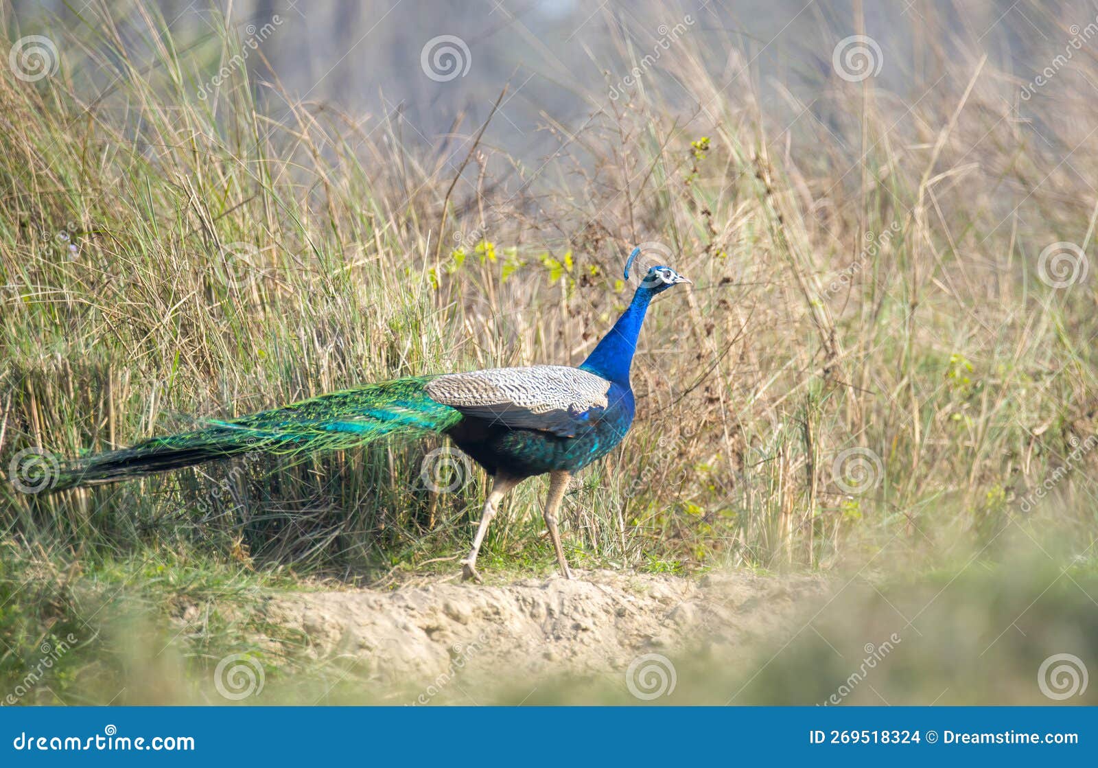 Peacock stock photo. Image of green, animal, wetland - 269518324
