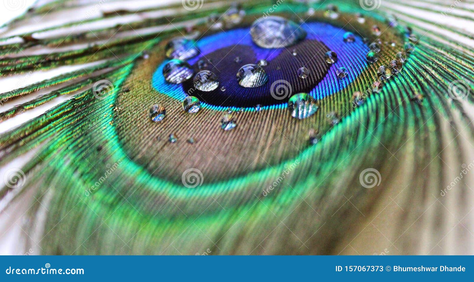 Beautiful Peacock Wing with Water Dropswallpaper Stock Image - Image of ...