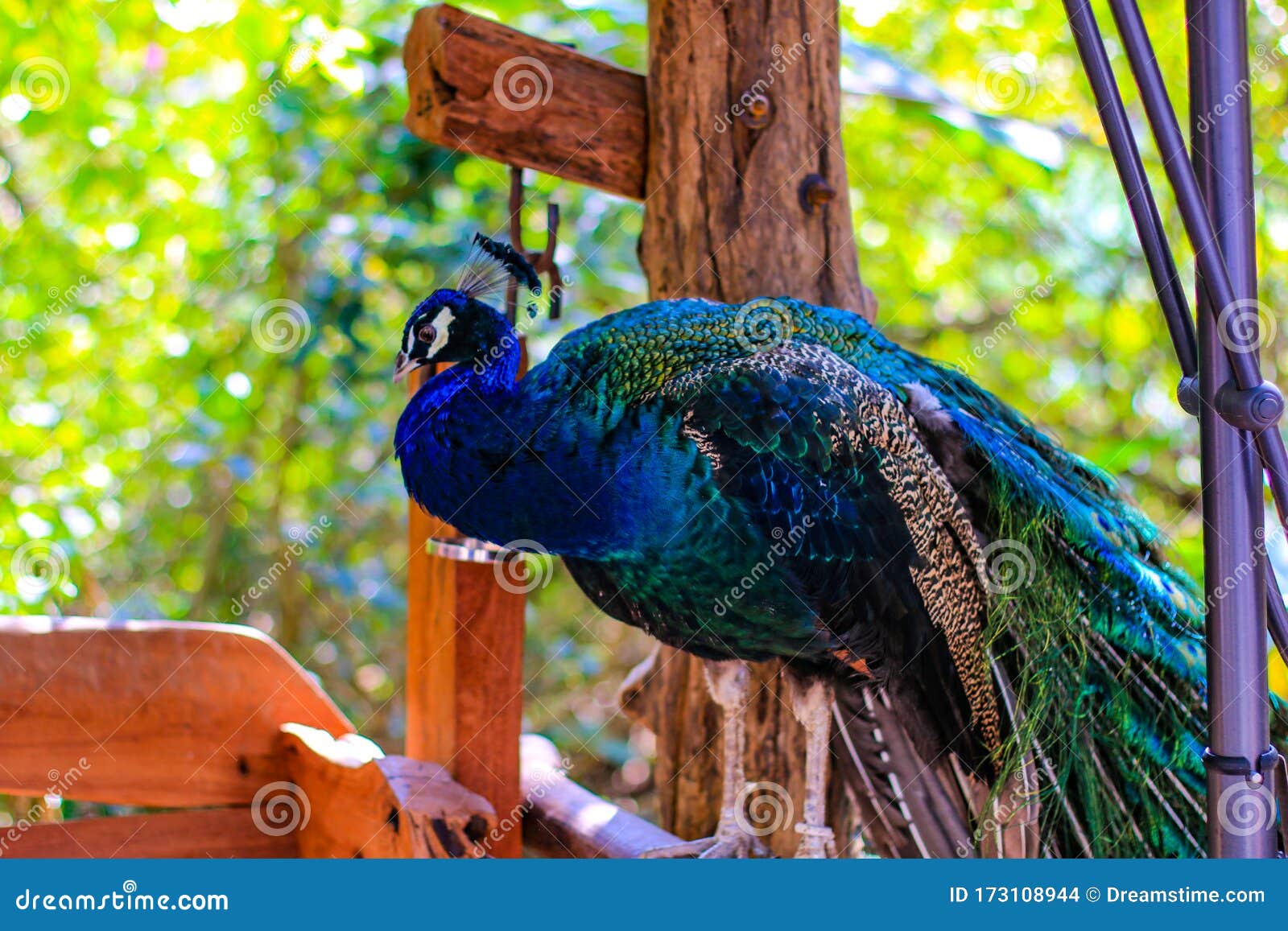 Birds Such As Peacocks Have Beautiful Feathers The Feather Colors Are