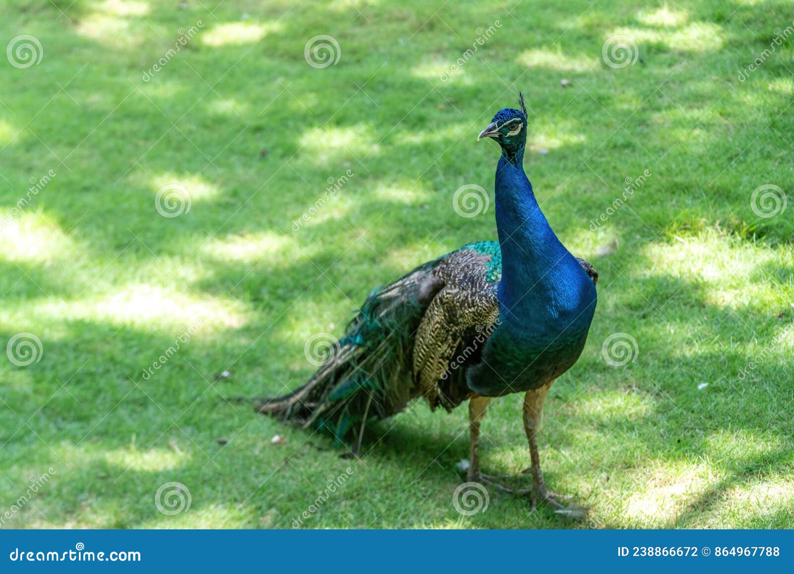 A Peacock is Walking Outside Stock Photo - Image of subphylum, beauty ...