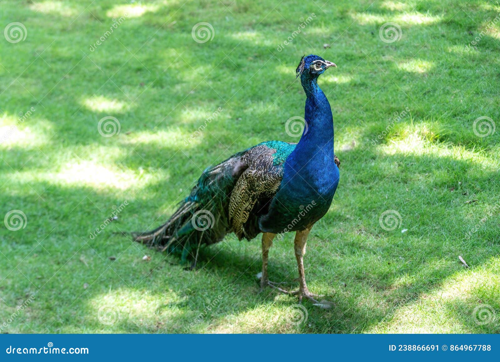 A Peacock is Walking Outside Stock Image - Image of hyacinidae, feather ...