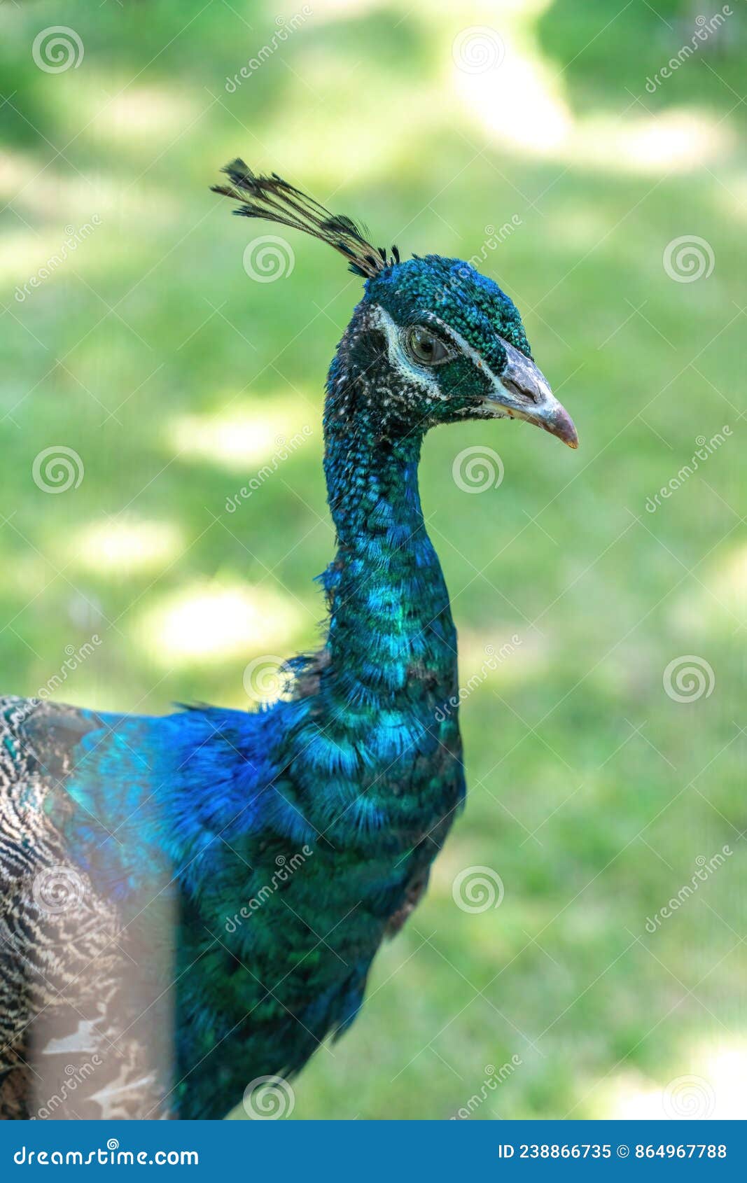 A Peacock is Walking Outside Stock Image - Image of suborders, wild ...