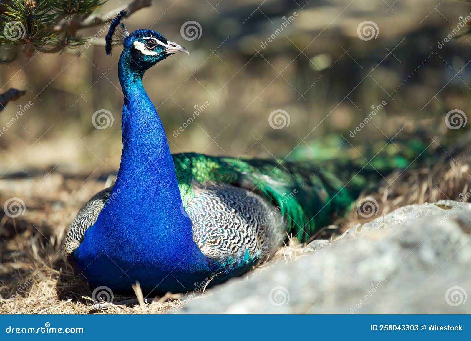 Beautiful Peafowl Bird Resting on the Ground. Stock Image - Image of ...
