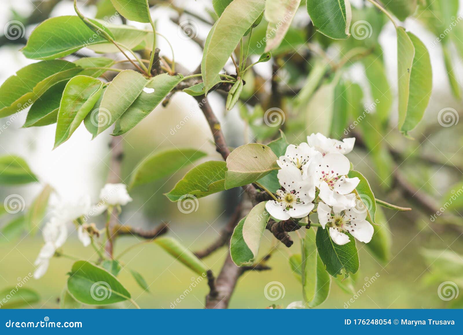 Beautiful Pear Tree Branch with White Flowers in Spring Garden Stock ...