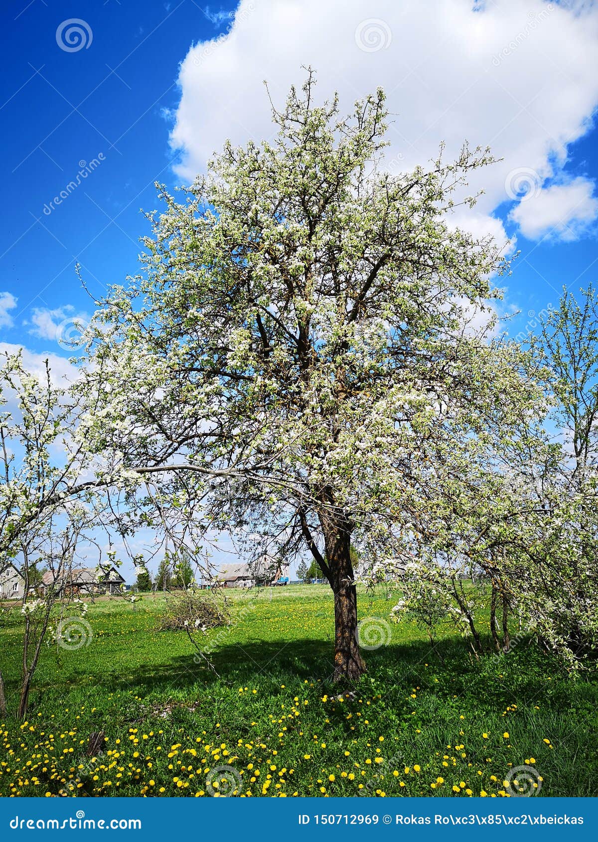 Beautiful Pear Tree in Spring Stock Image - Image of tree, pear: 150712969