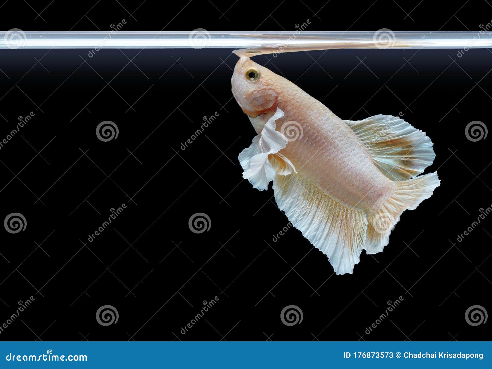 Beautiful Pearl Color Betta Fish Breathe on the Water Surface Stock ...