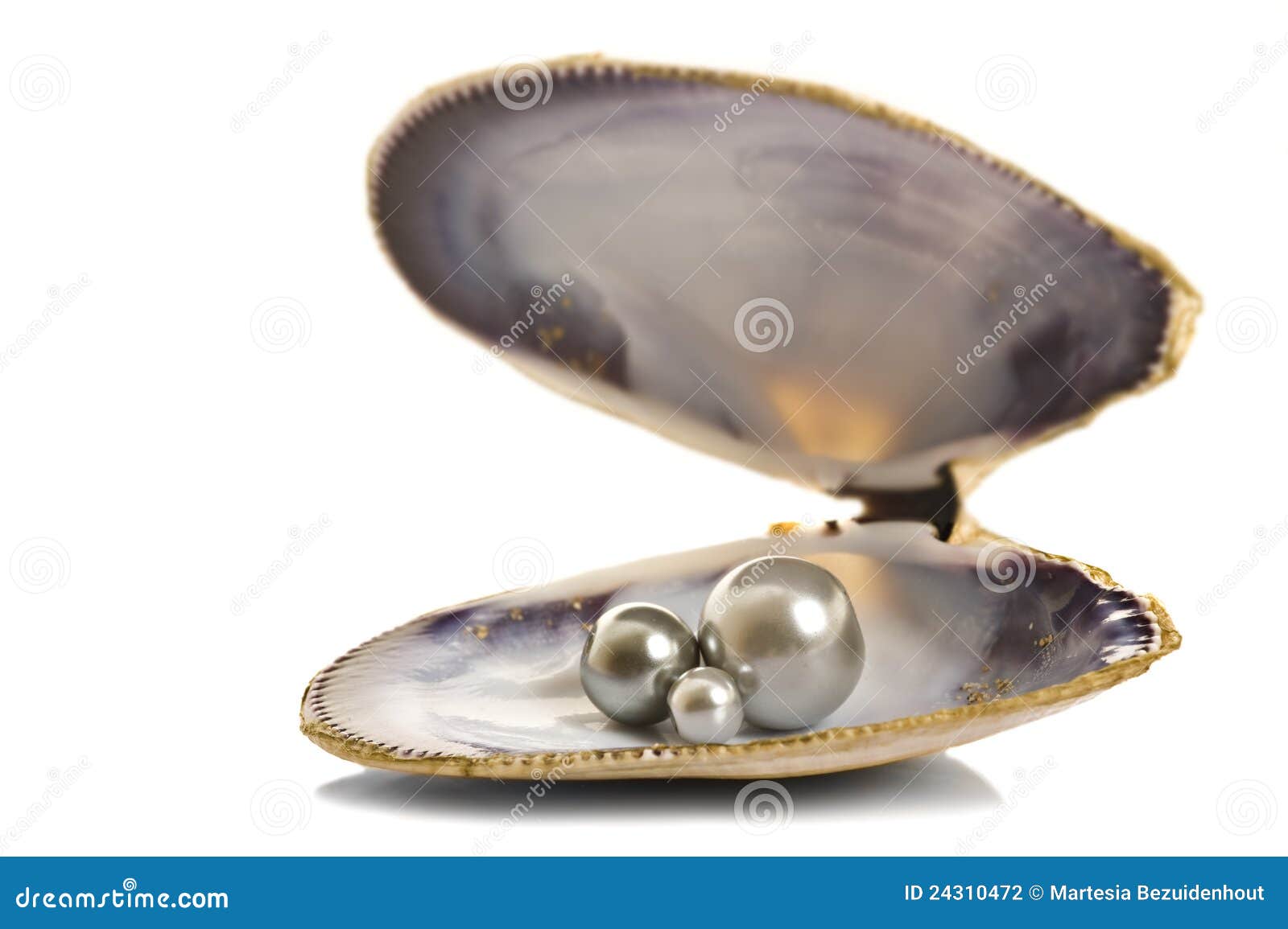 Beautiful Pearls in a Seashell Stock Photo - Image of isolated, pearl ...