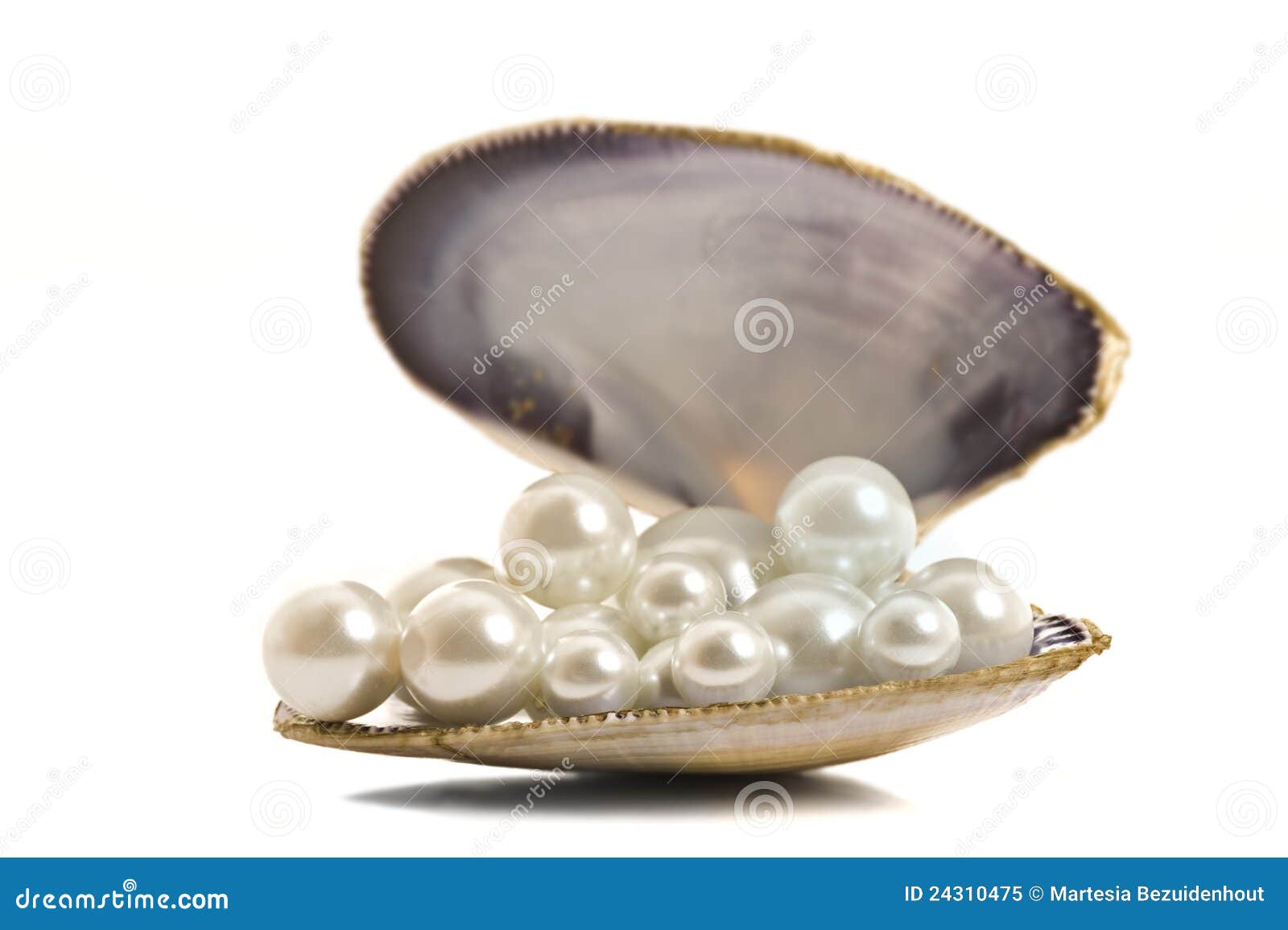 Beautiful Pearls in a Seashell Stock Image - Image of elegant, pearl ...