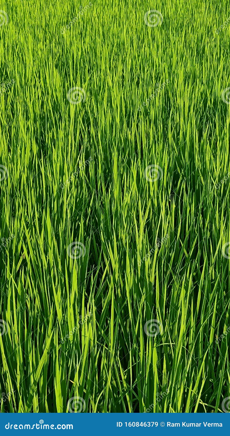 Beautiful Peddy Rice Plant Image Stock Image - Image of peddy ...