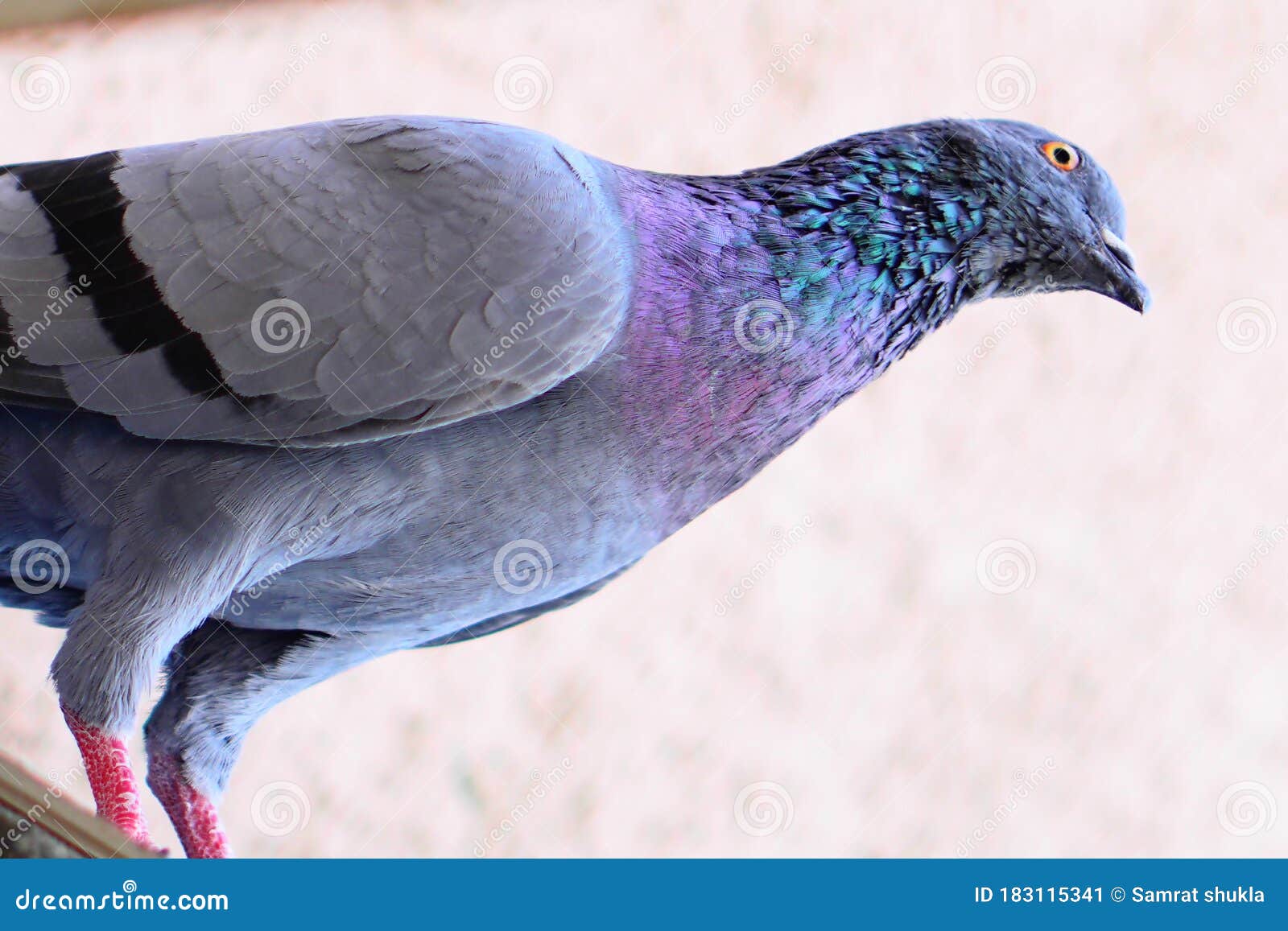 Beautiful Pegion, Indian Pegion Stock Image - Image of animal, finch ...