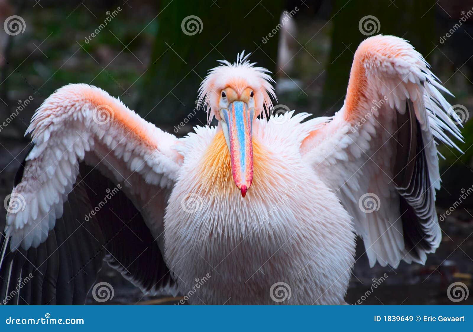 4,200 Colorful Pelican Picture Photos - Free & Royalty-Free Stock ...
