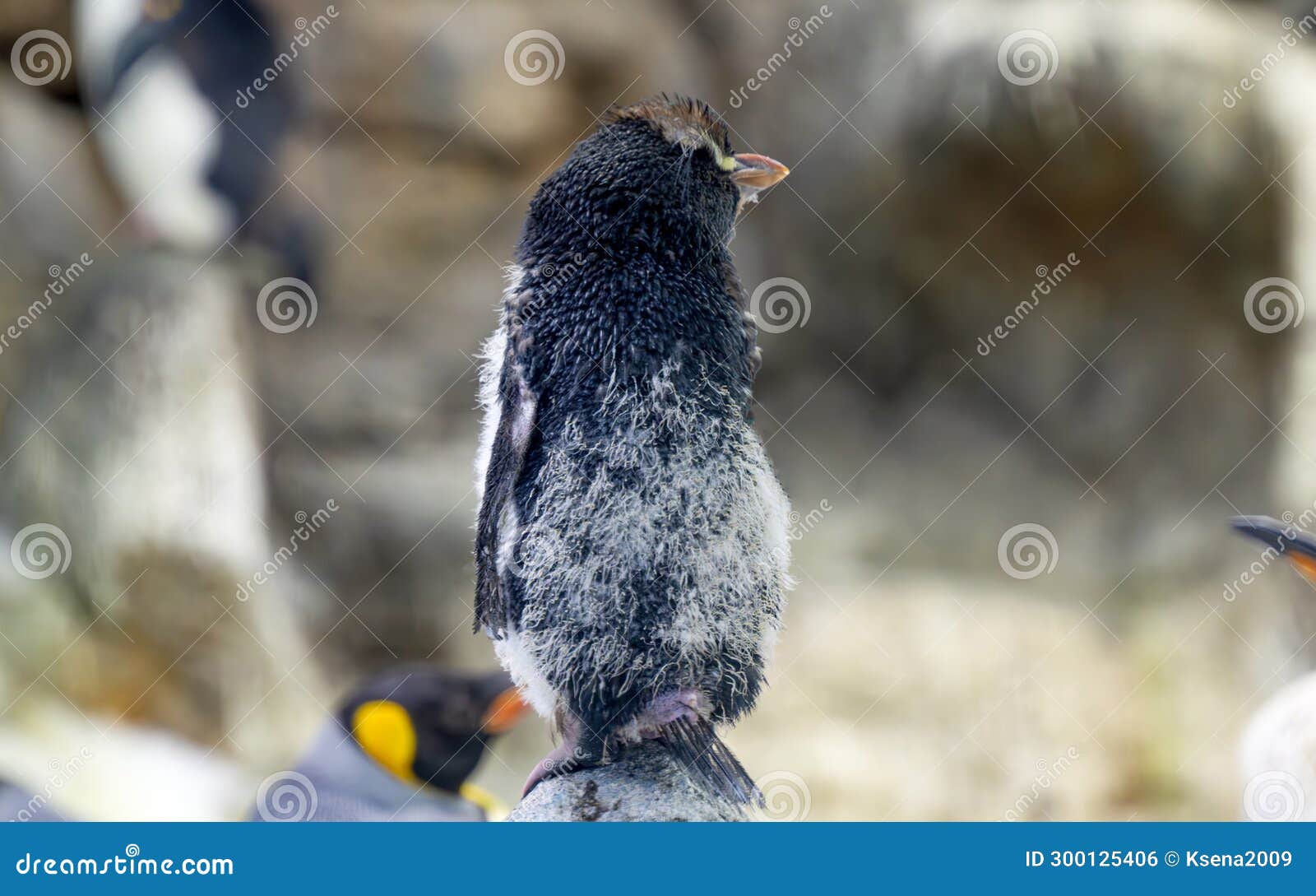 Beautiful penguins stock photo. Image of penguin, wing - 300125406