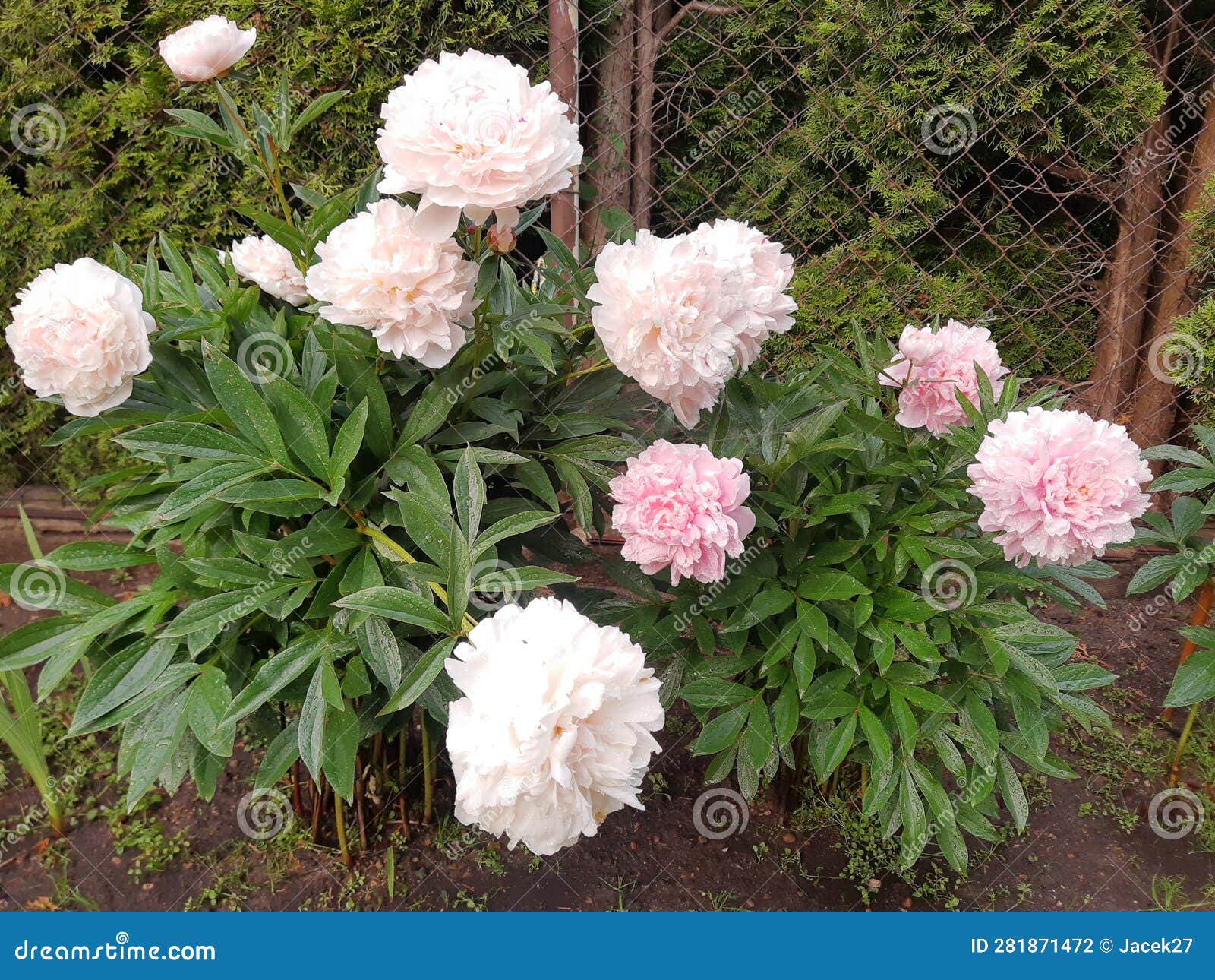 Beautiful peonies stock photo. Image of produce, blossom - 281871472
