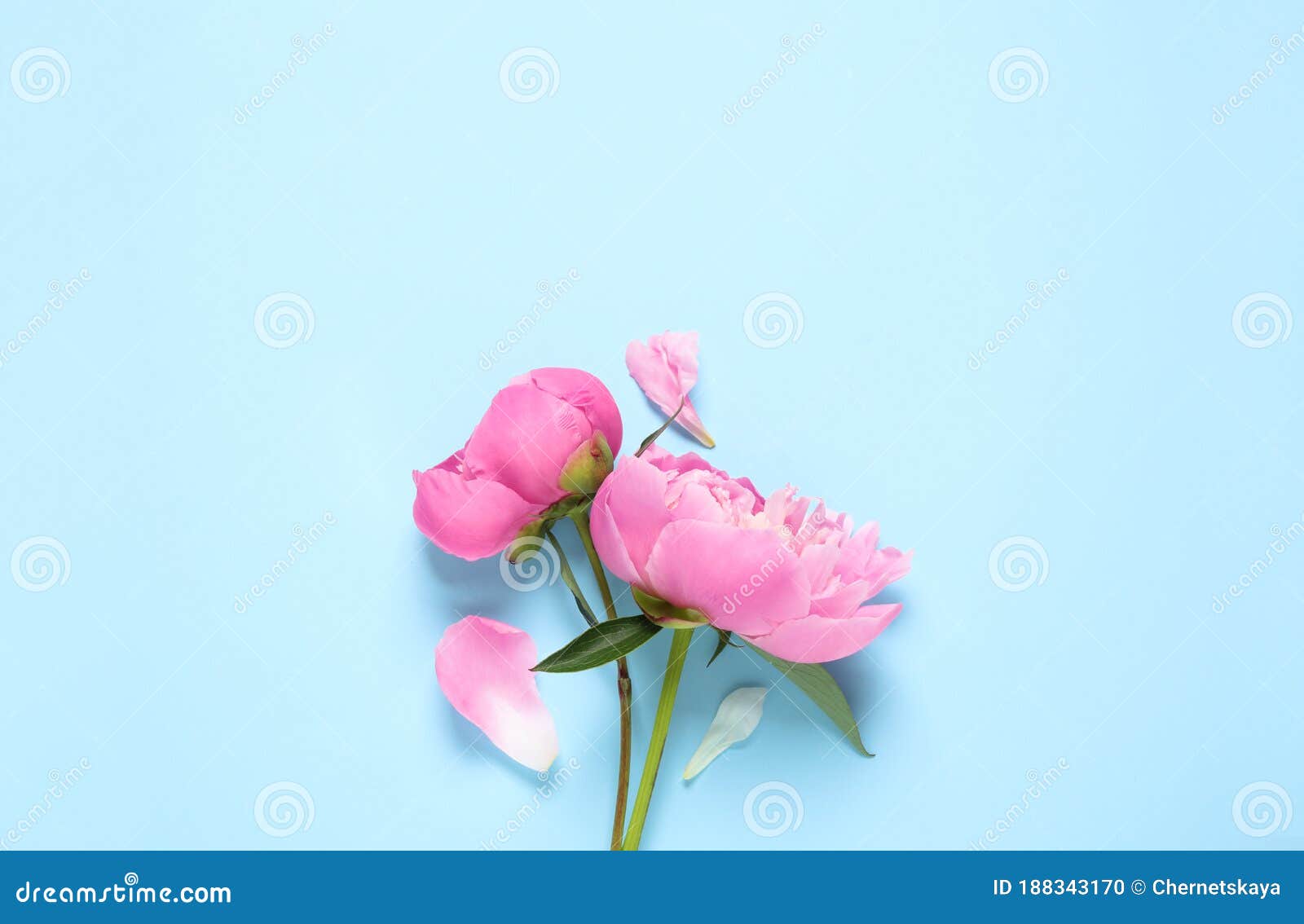 Beautiful Peonies on Blue Background, Flat Lay Stock Photo - Image of ...
