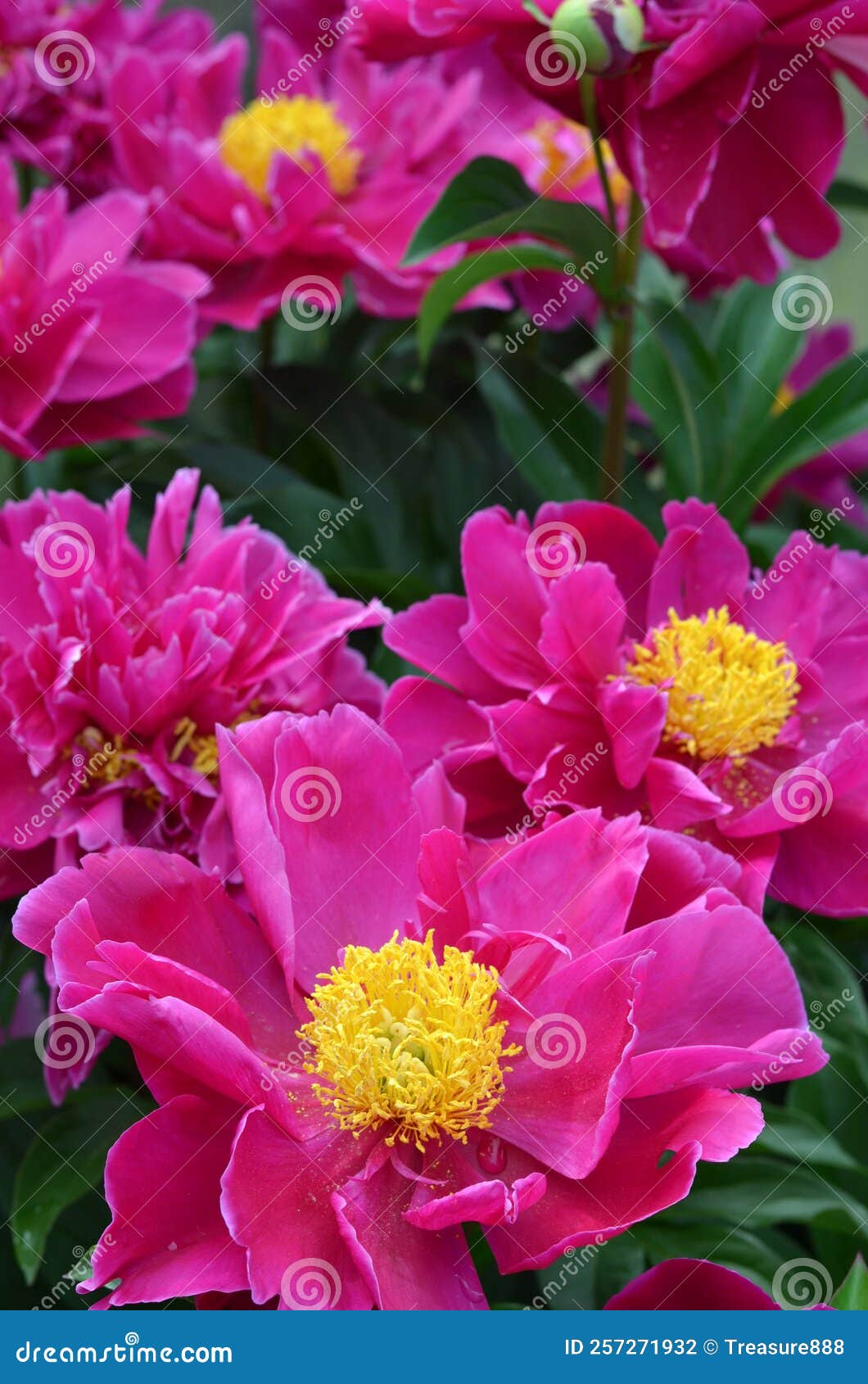 Beautiful peonies stock photo. Image of tulip, peonies - 257271932