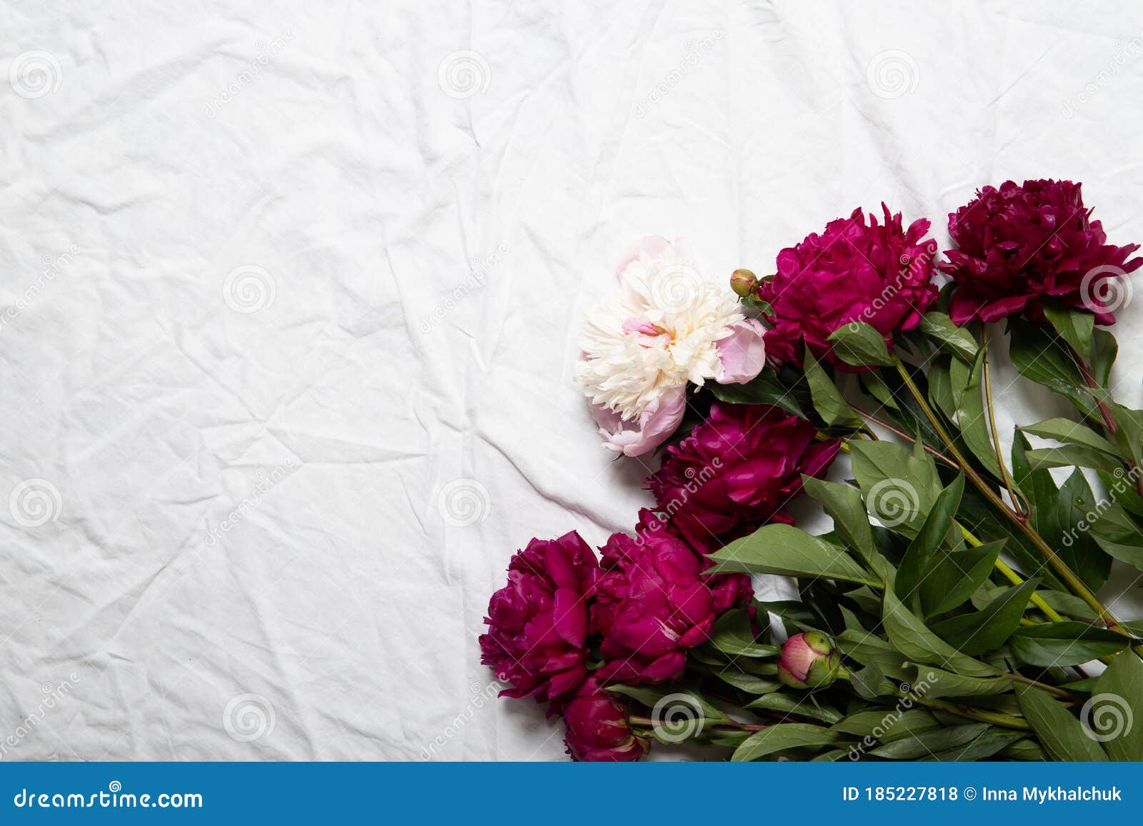 Beautiful Peonies on a White Background. Stock Photo - Image of peonies ...