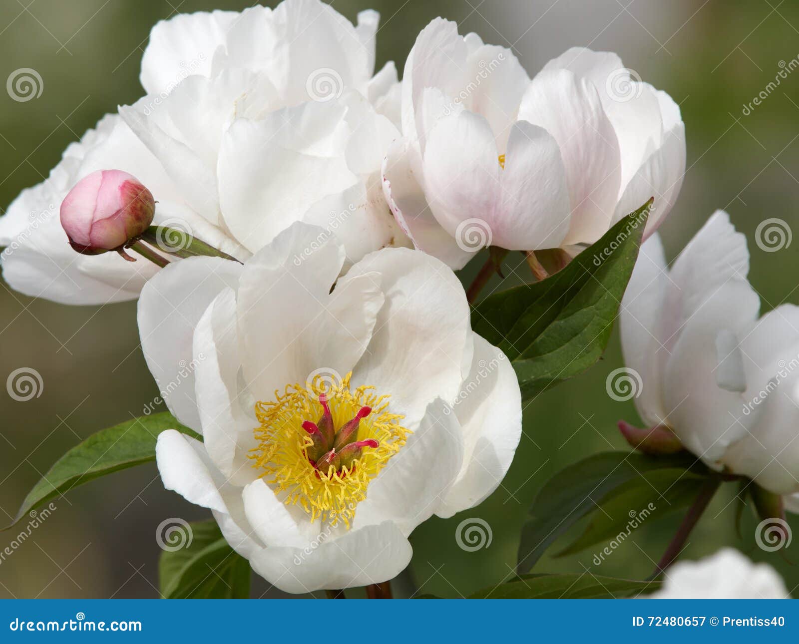 Beautiful peonies stock image. Image of opening, freshness - 72480657